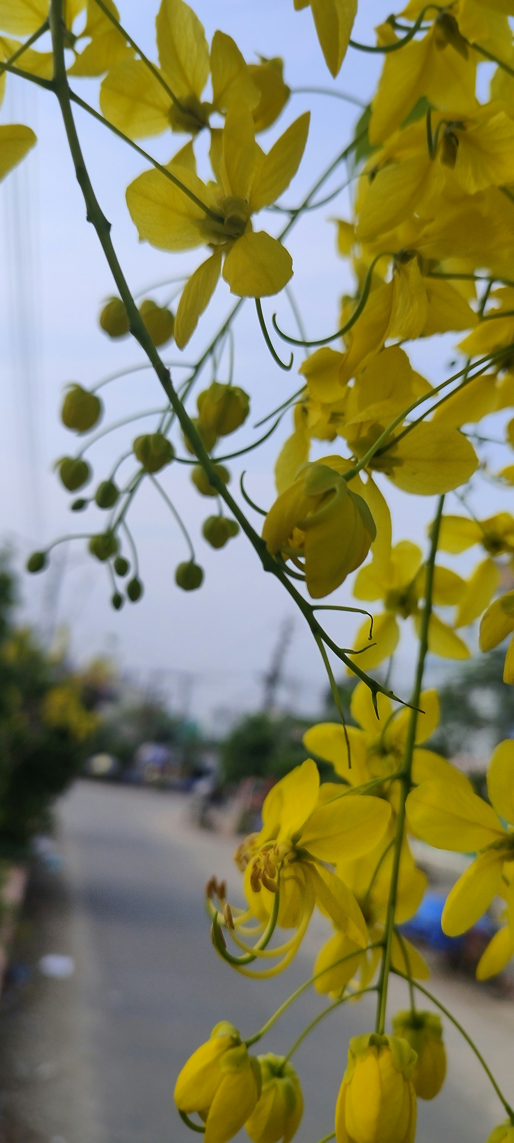 Close-up of vibrant yellow blossoms with a shallow depth of field, the blurred urban street receding in the background.