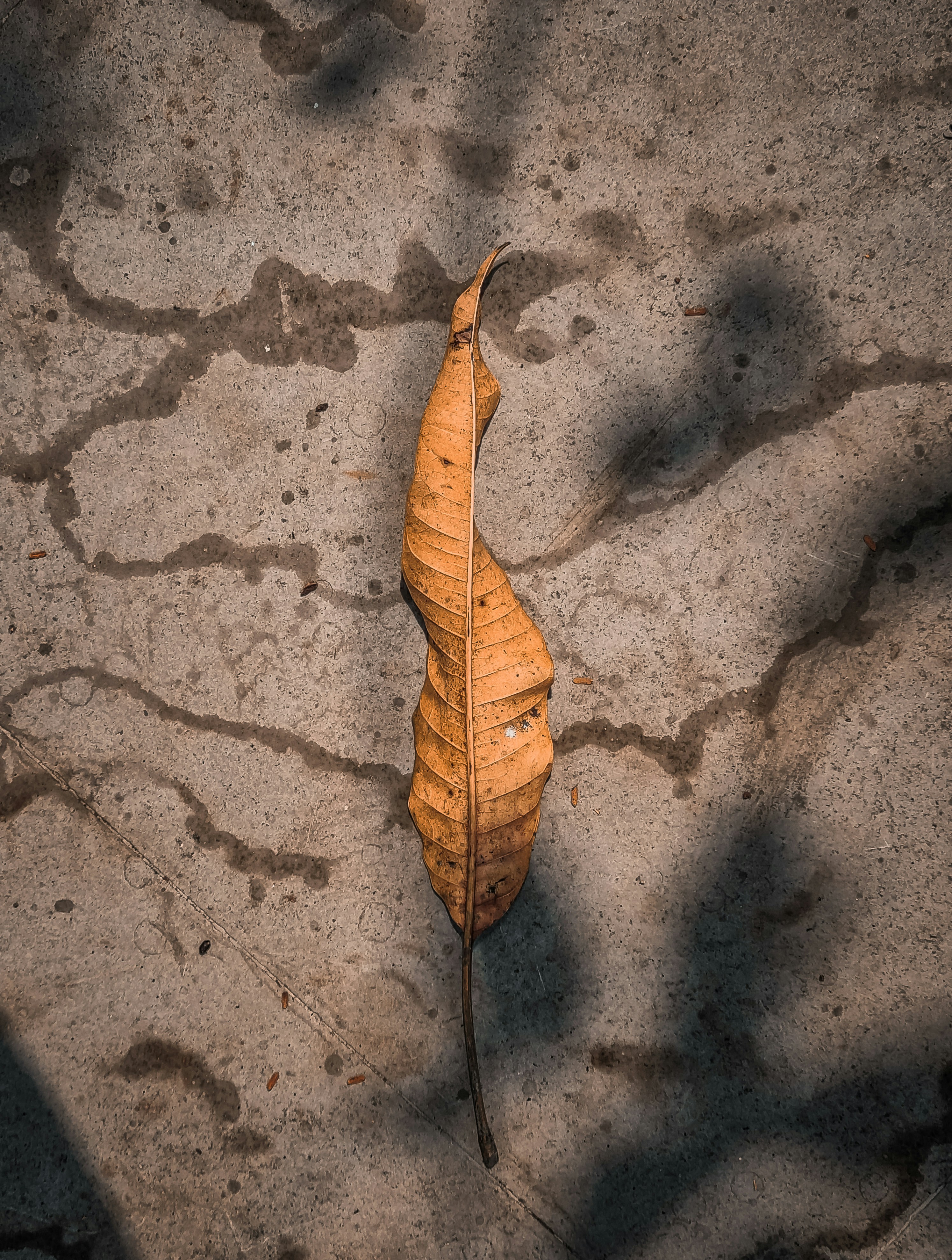 Autumn Leaf Framed by Shadow and Texture on Concrete