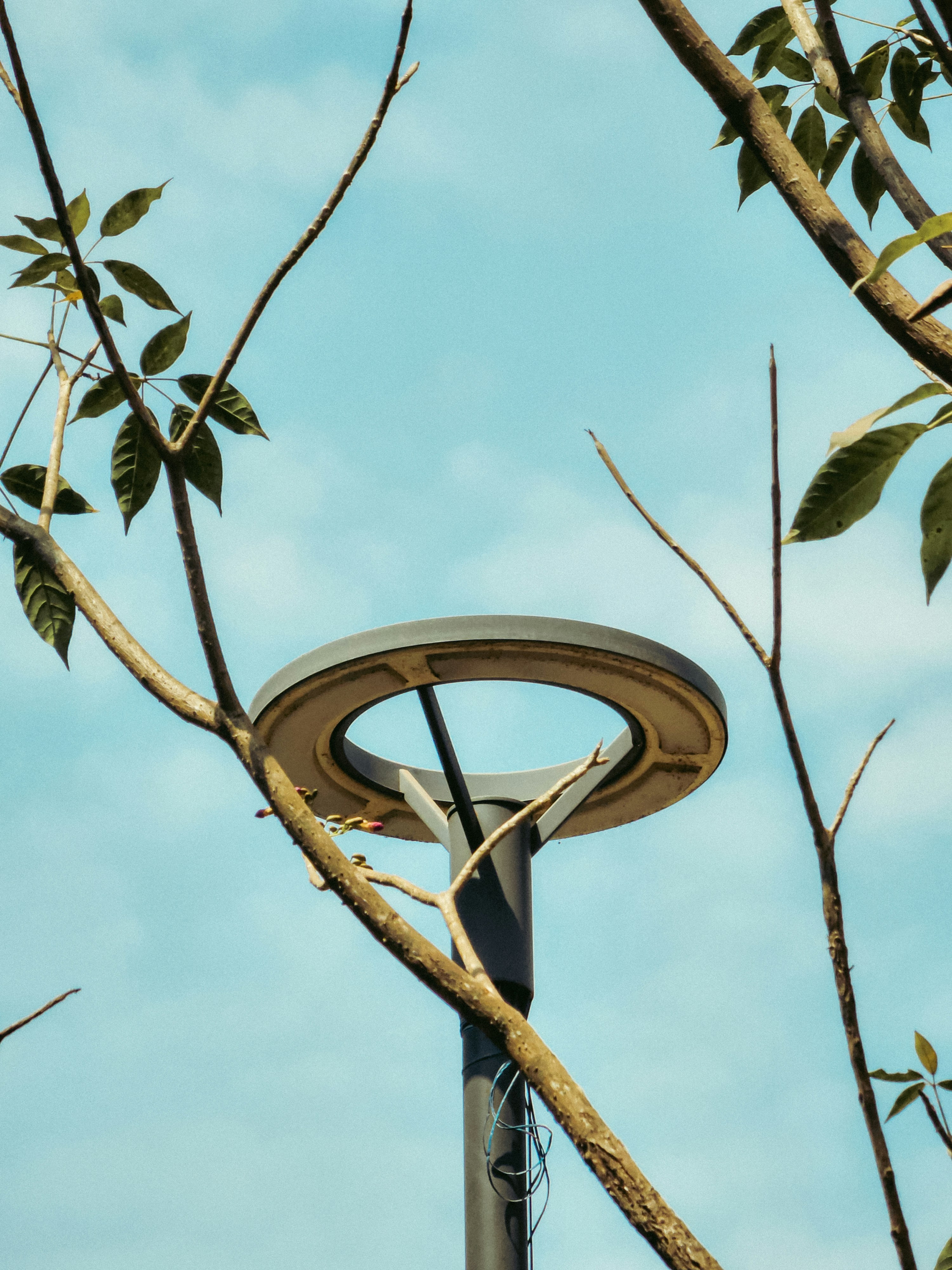 Halo atop a streetlamp framed by slender branches under a clear blue sky