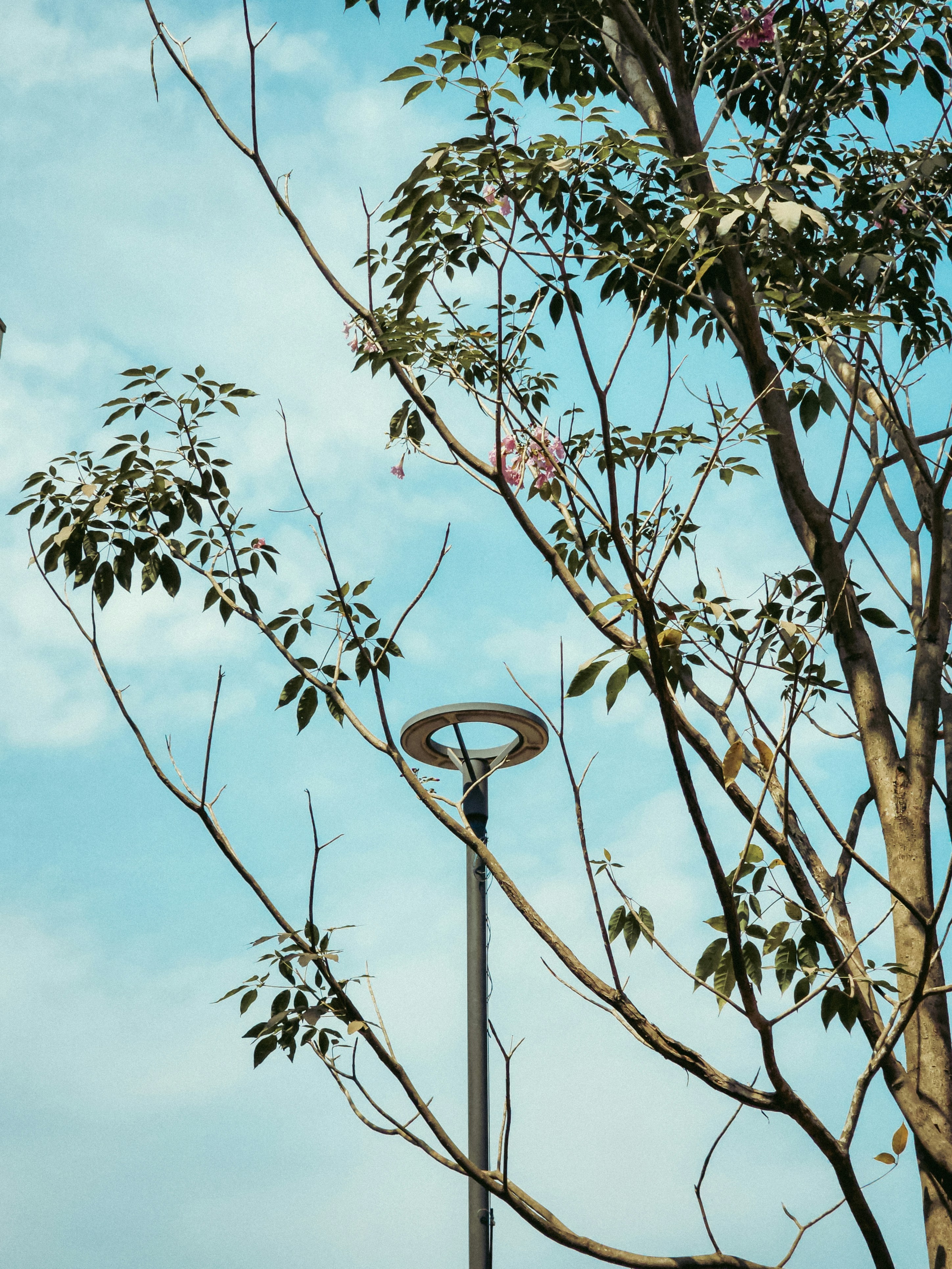 Circular Lamp Framed by a Leaf-Lace Sky