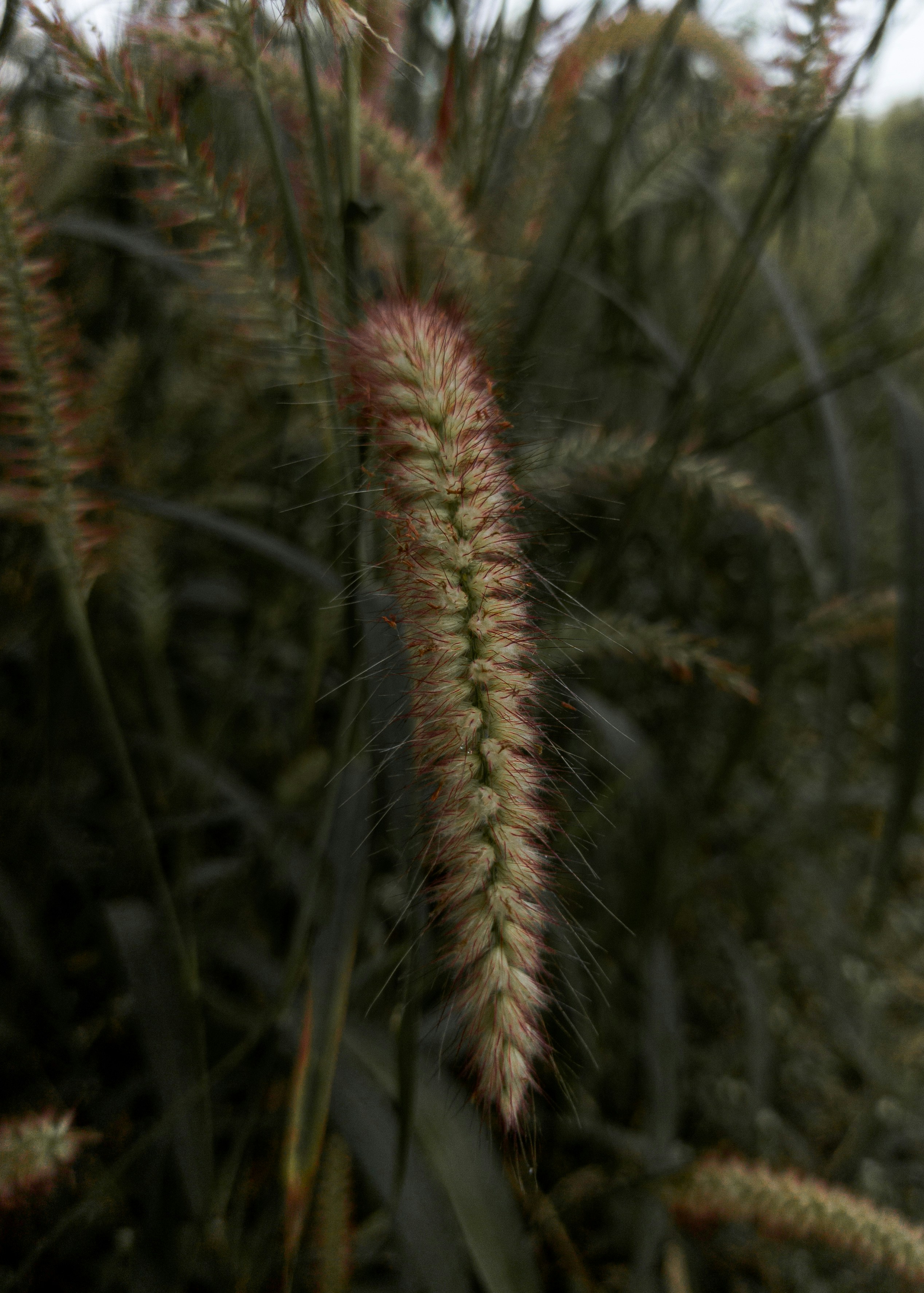 Central Foxtail: A Close Pass Through Grass Texture