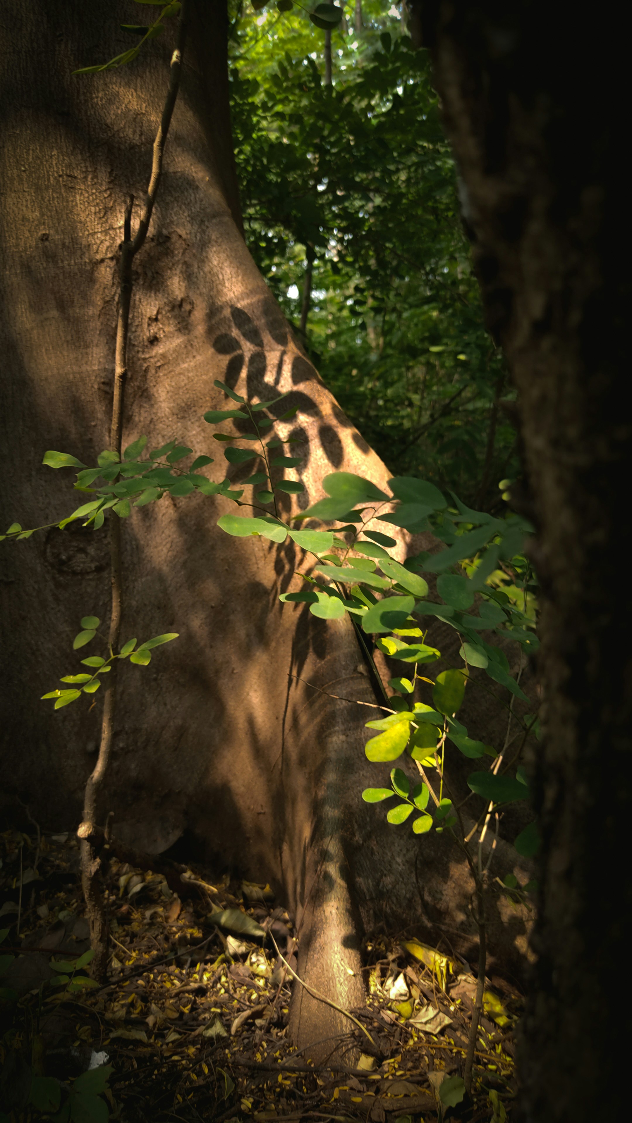 Sunlit Bark and Green Sprouts: A Forest Quietude