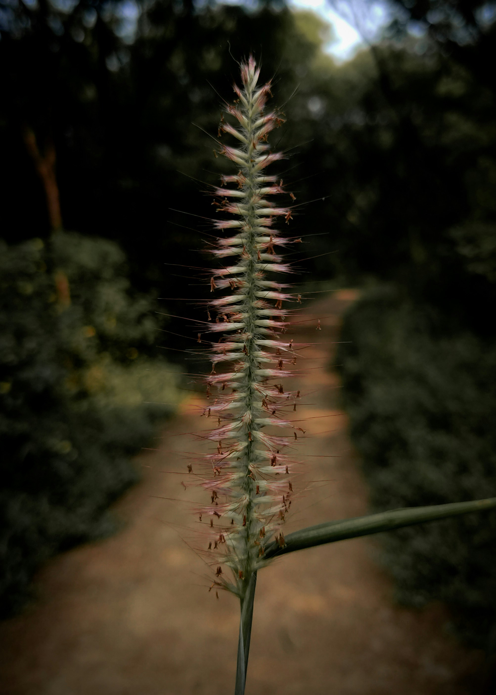 Close-up of a tall spike with pink-tinted bracts in sharp focus, set against a blurred garden path and foliage.