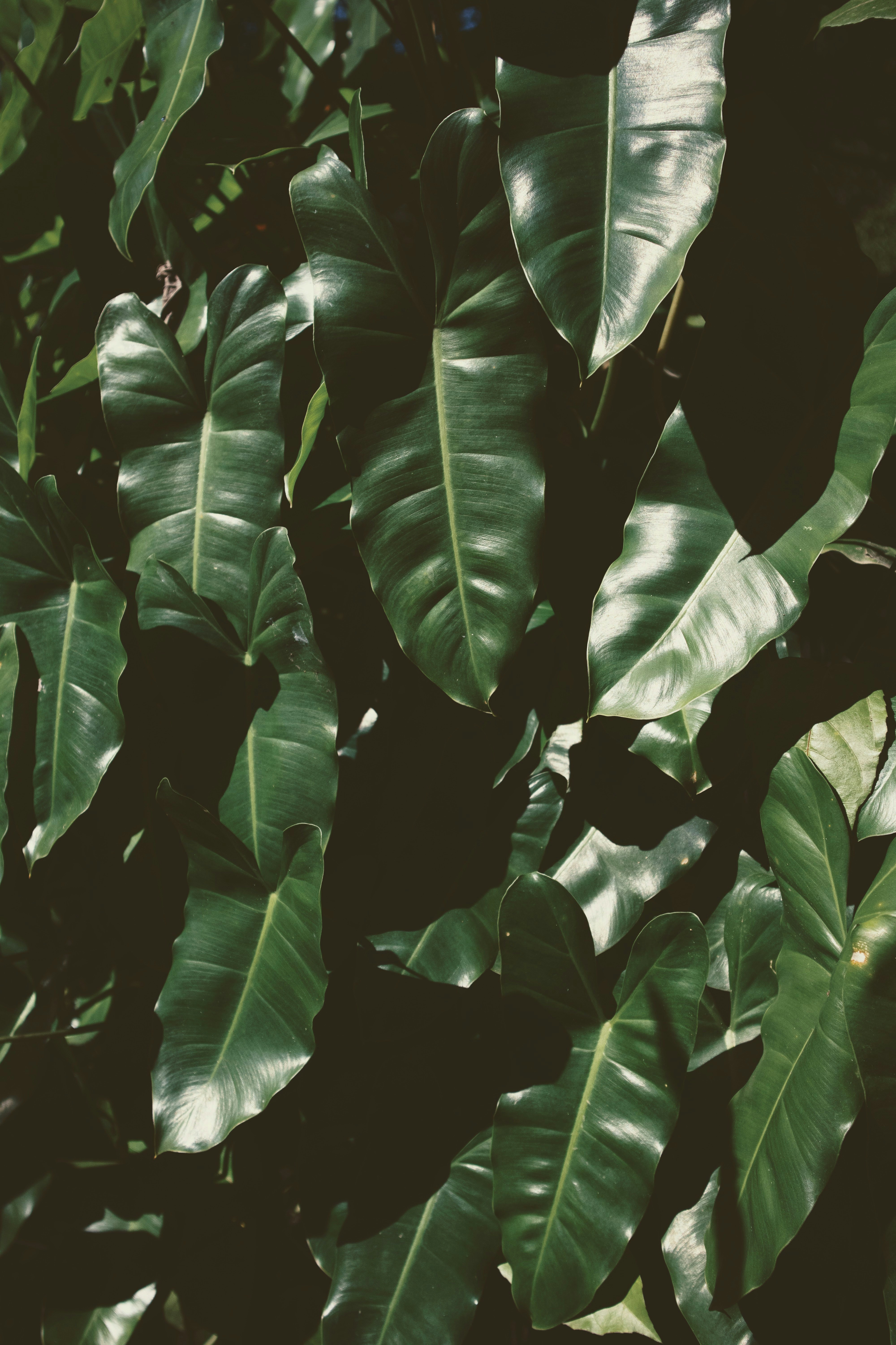 Free Veins Image on Unsplash