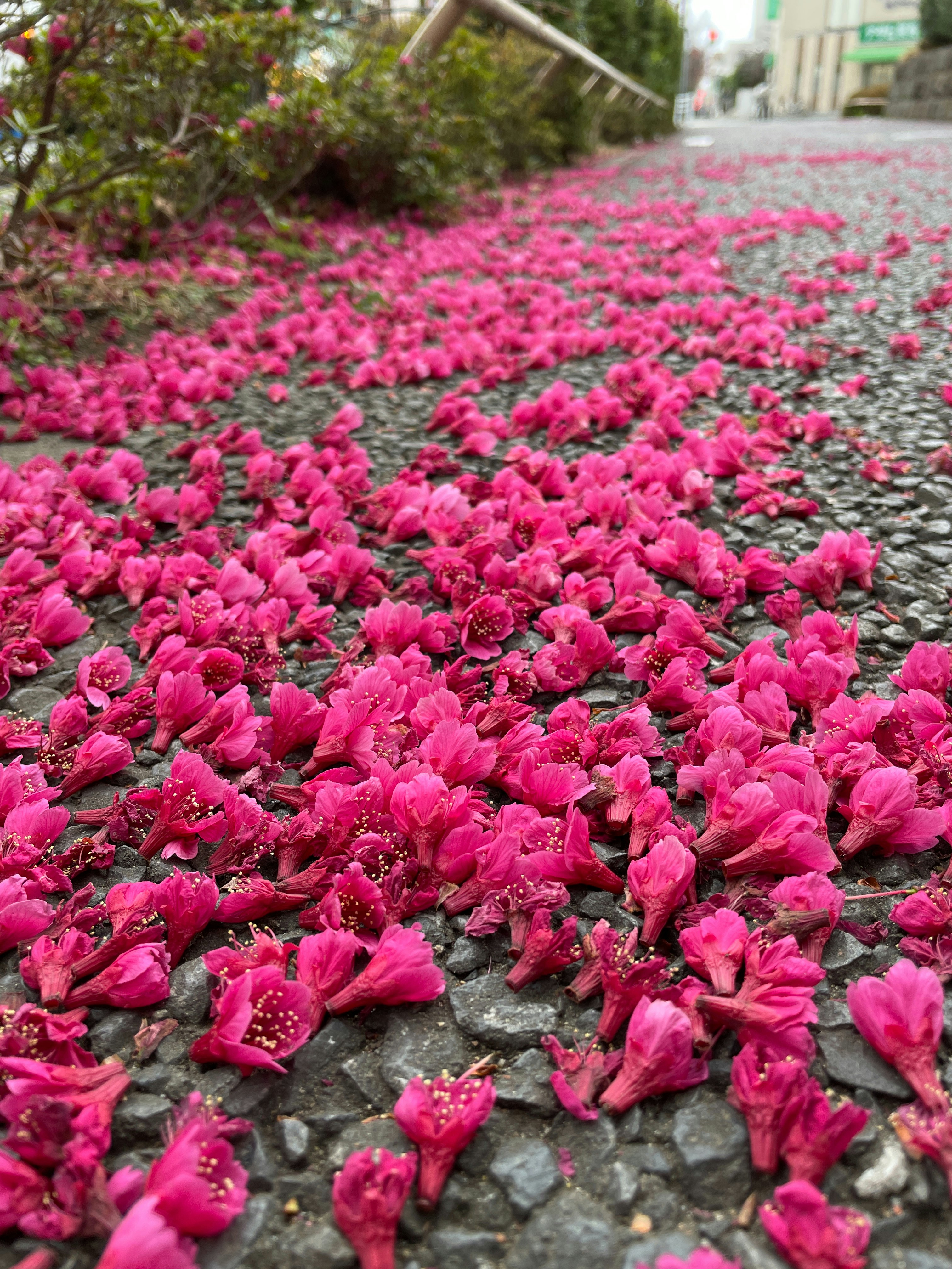 Crimson Petal Carpet: A Street of Blossoms