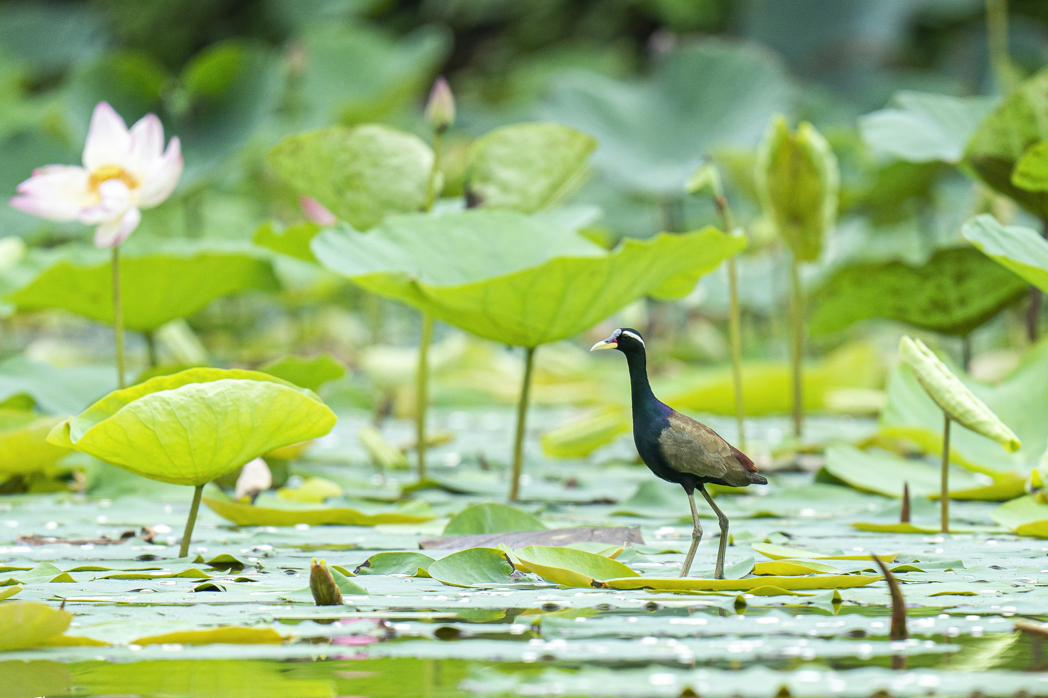 Lone Dark Waterbird on a Jade Lotus Pond