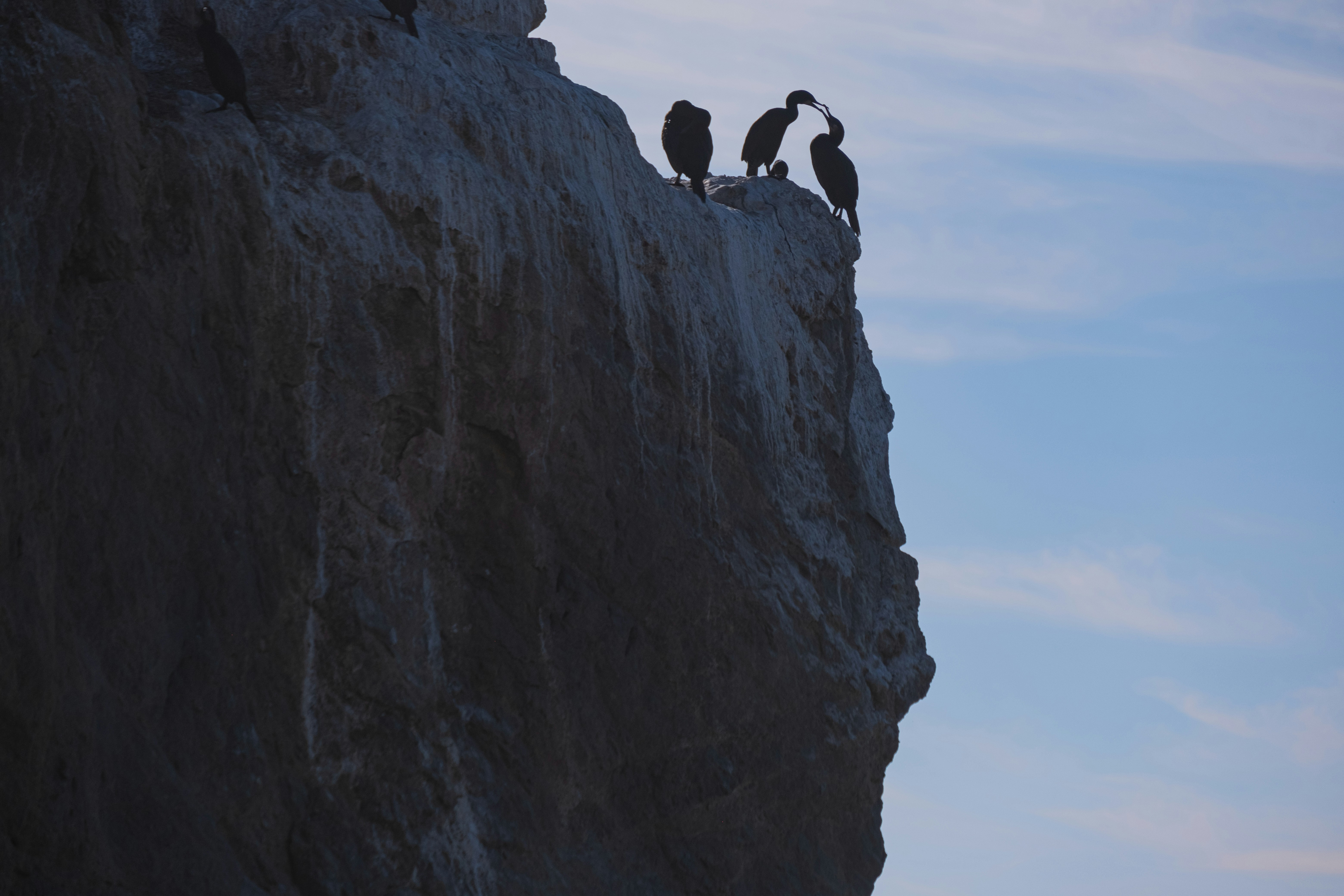 Dusk on the Edge: Trio of Seabirds Perched Over a Sea Cliff