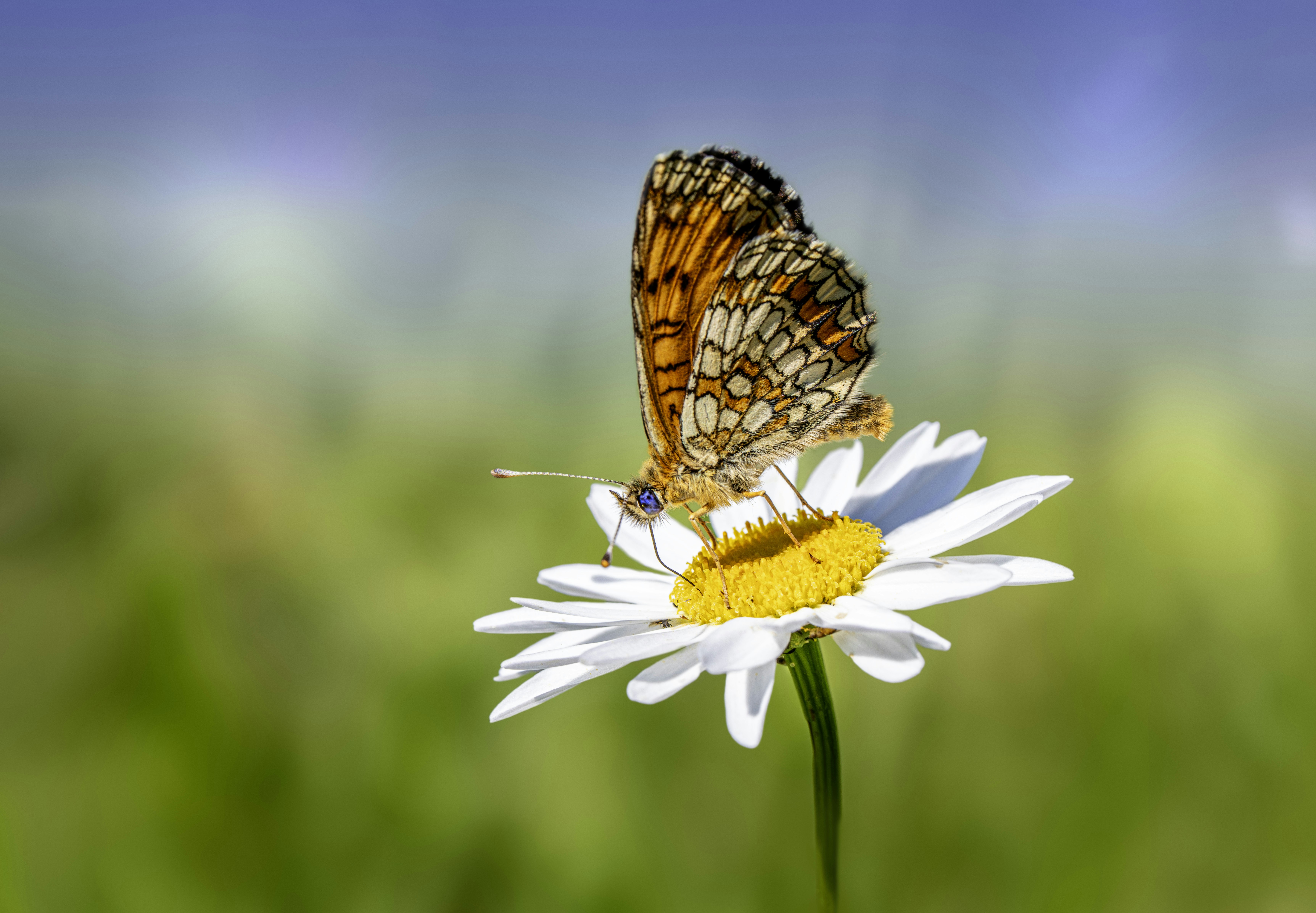 A butterfly sitting on top of a white flower photo – Free Aster Image ...