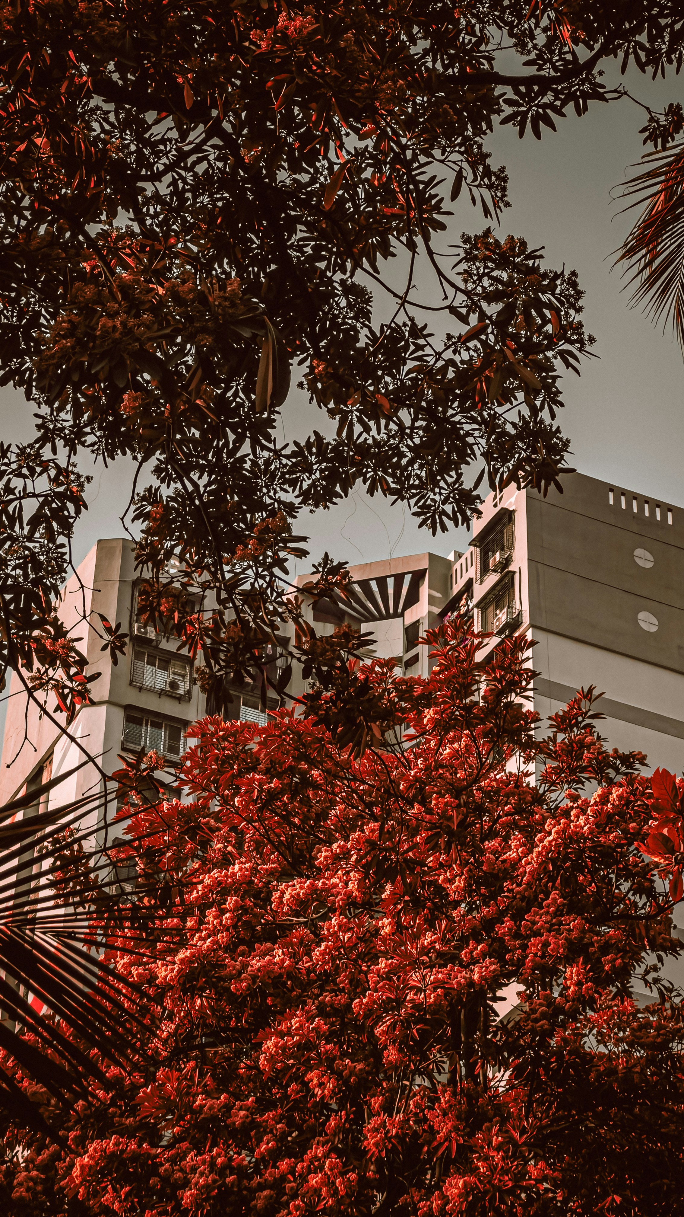 Urban canopy in autumnal tones over a modern façade