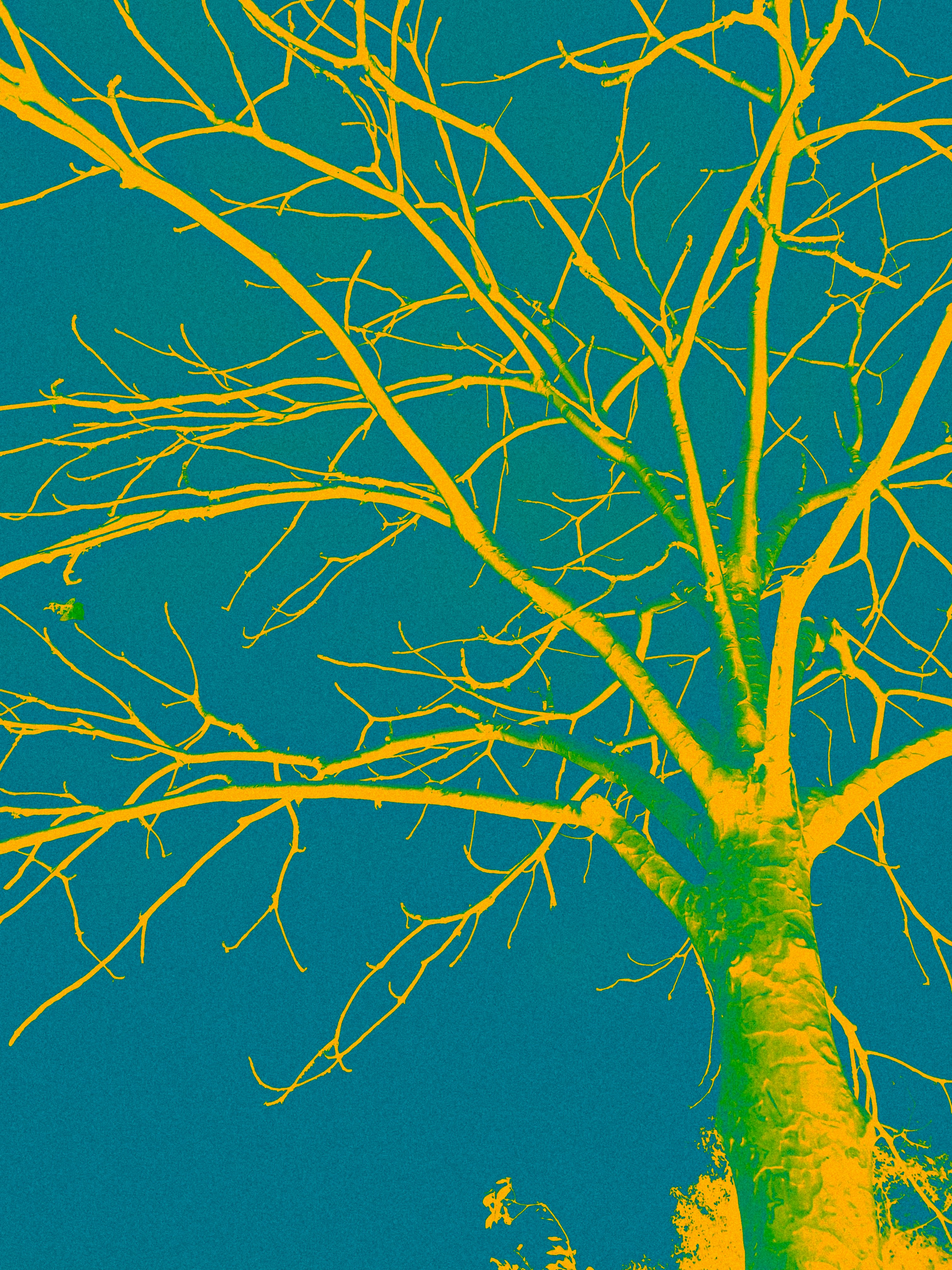 Color-graded photograph of a leafless tree with neon yellow branches against a teal sky.