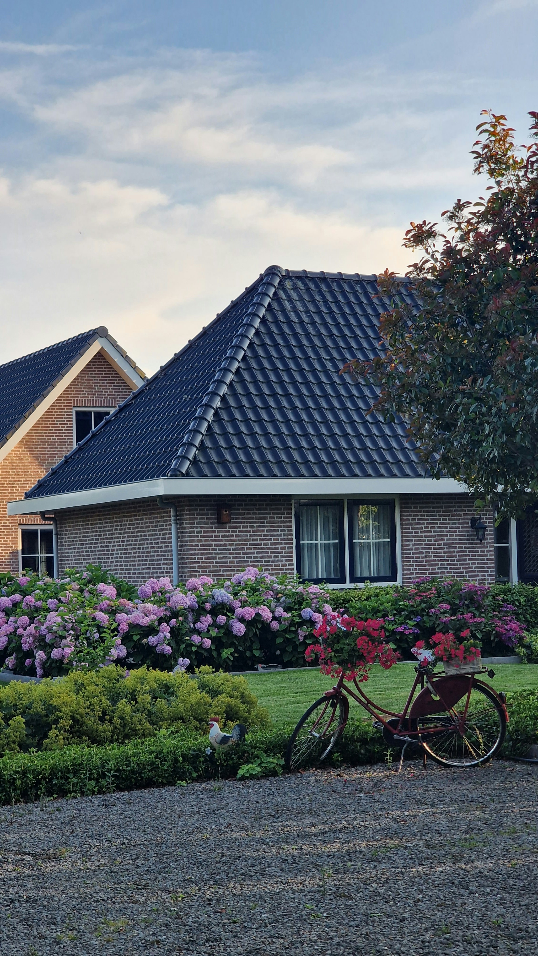 Blue-Tiled Gable and Hydrangea Vista: A Quiet Garden Scene