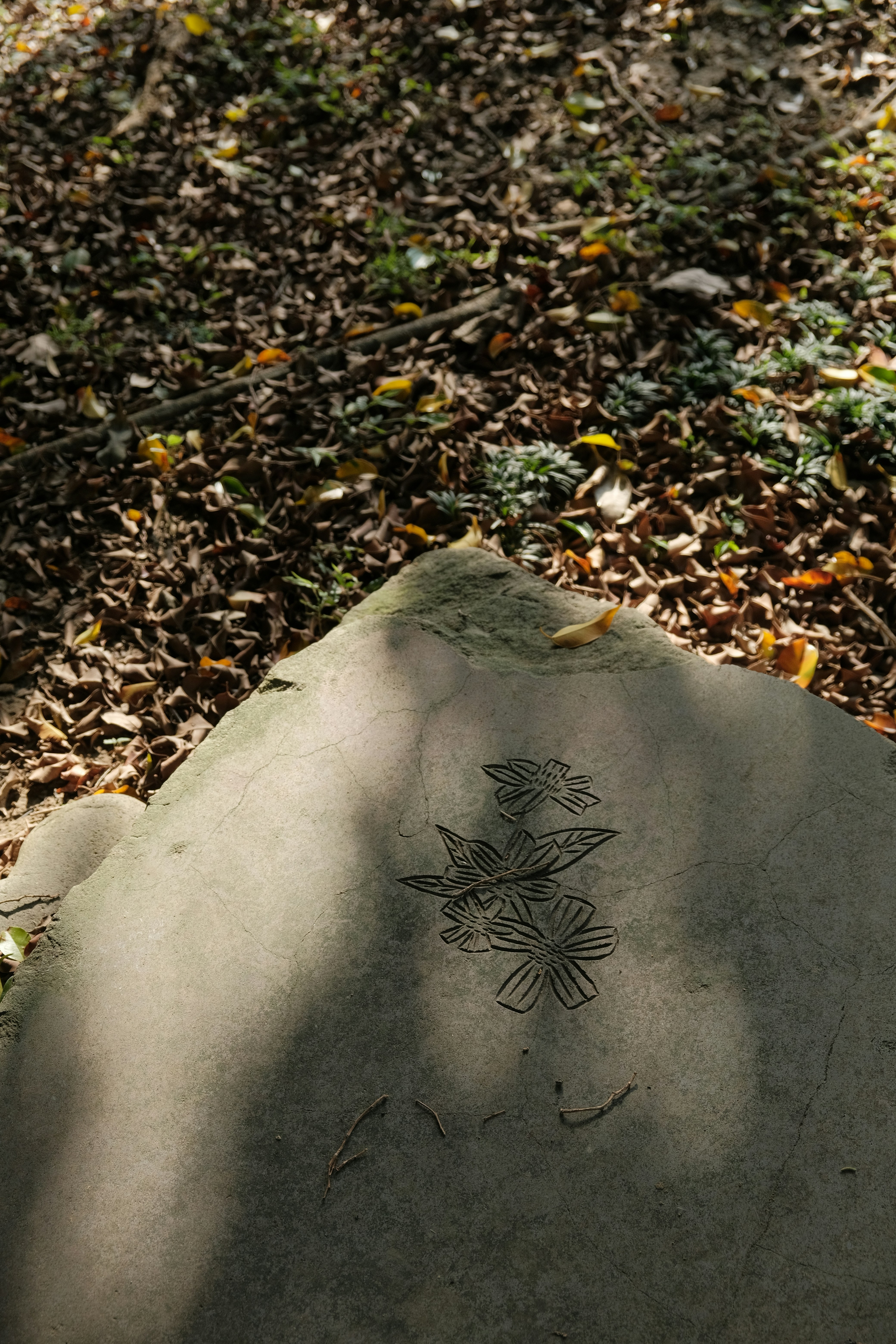 Stone Bloom in Dappled Light: A Floral Engraving on Quiet Rock