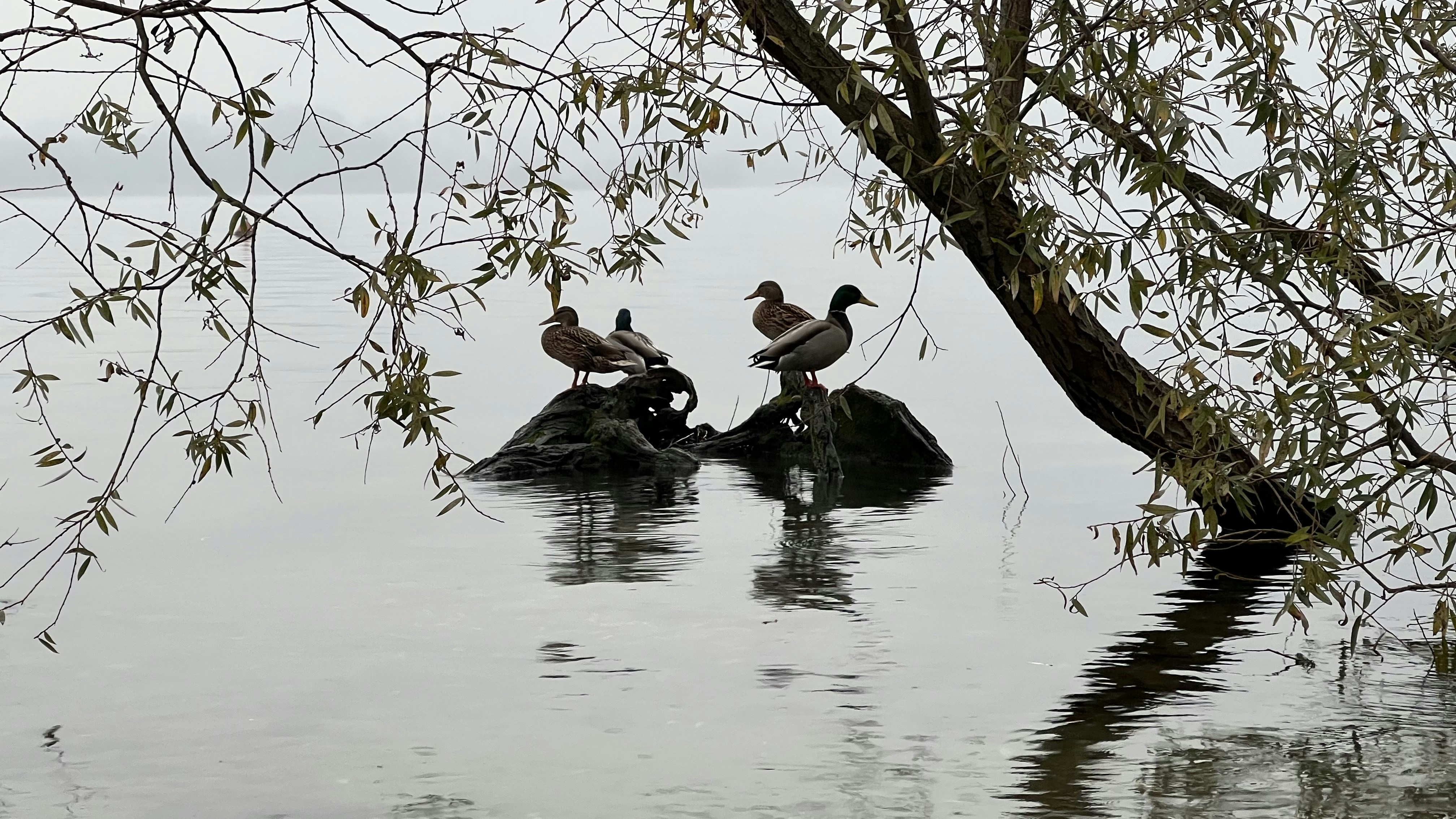 Serenade on the Water's Edge