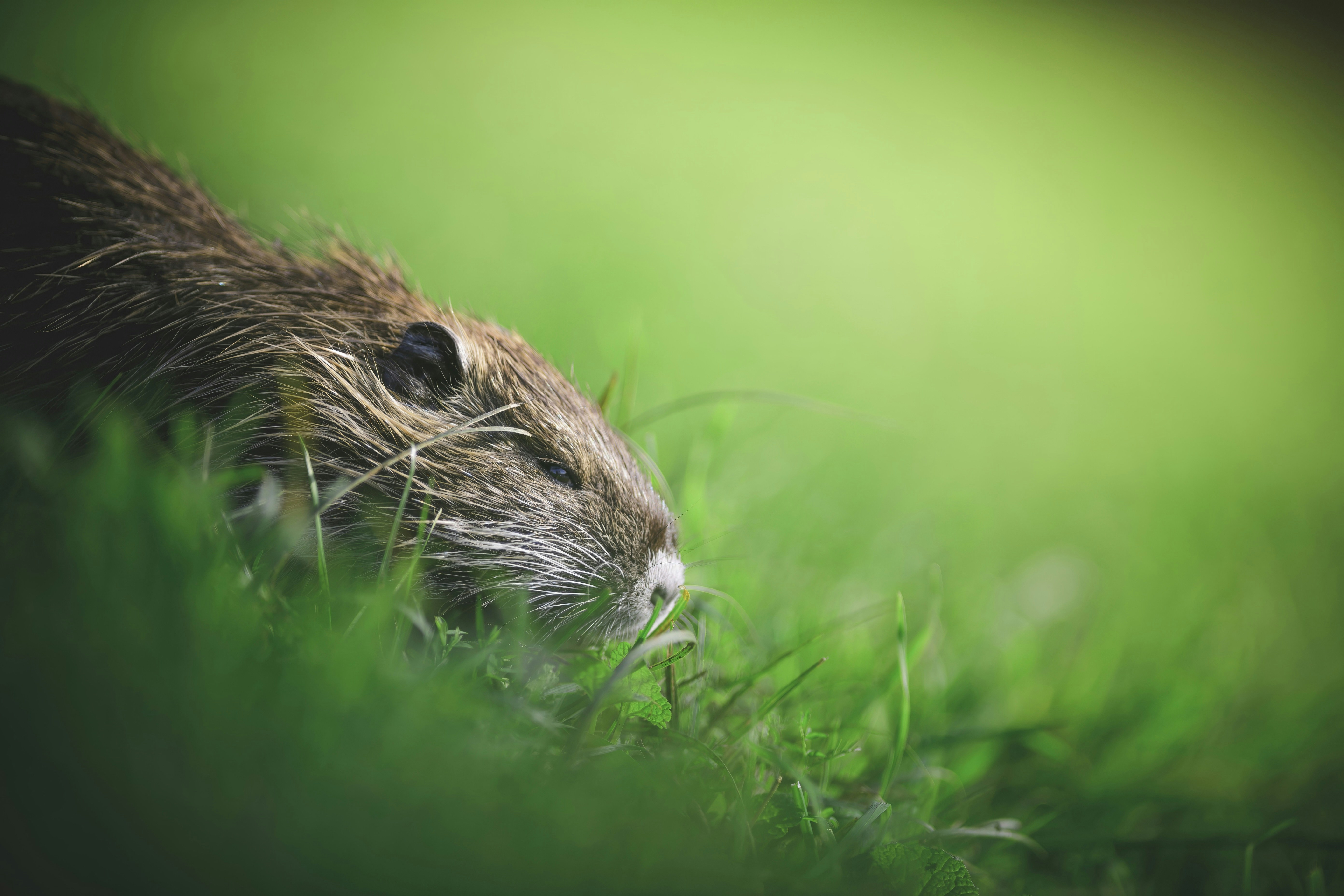 A close up of a rodent in the grass photo – Free Rodent Image on Unsplash