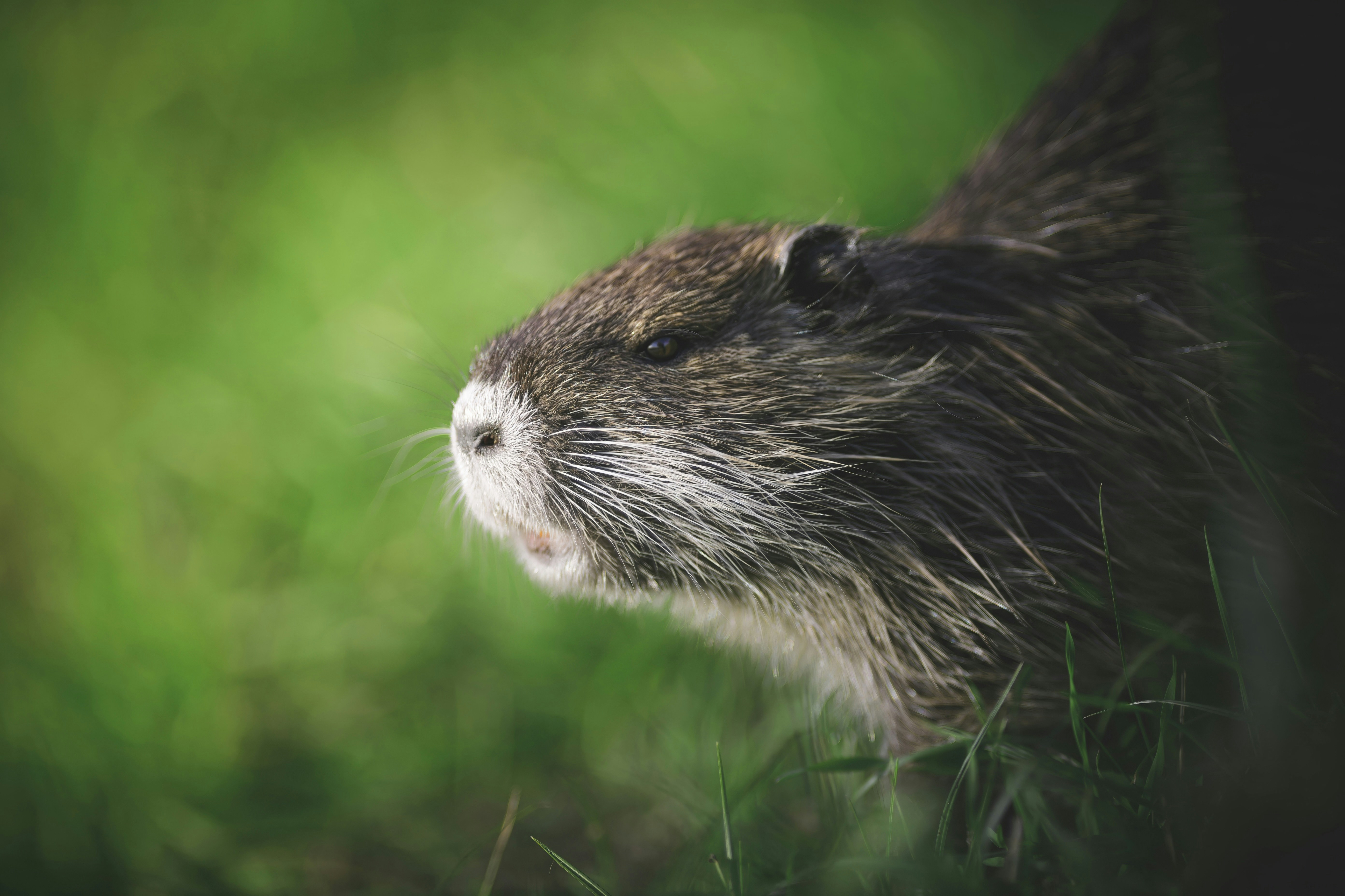 Nose in the Grass: a Rodent's Quiet Gaze