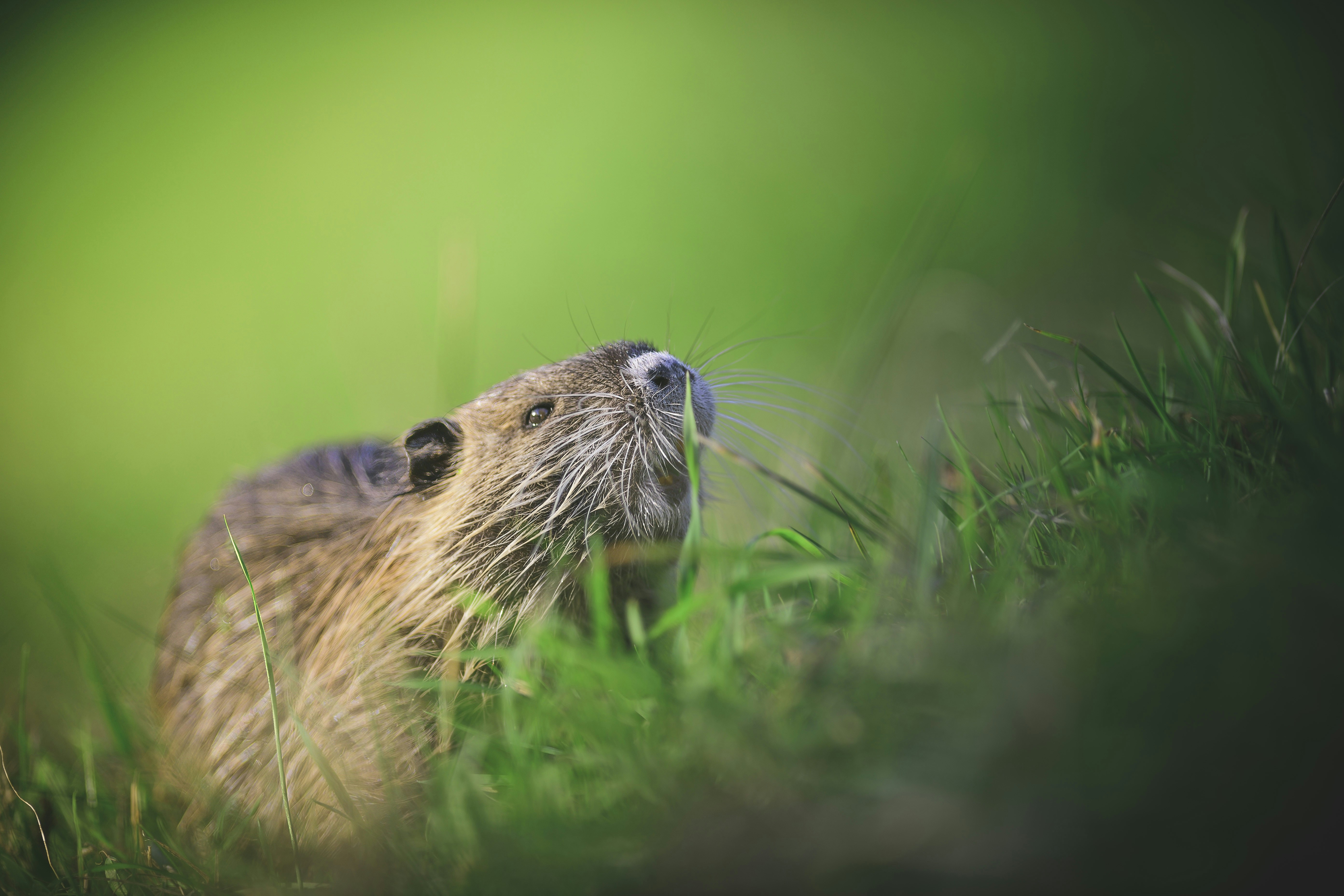 A close up of a groundhog in the grass photo – Free Rodent Image on ...