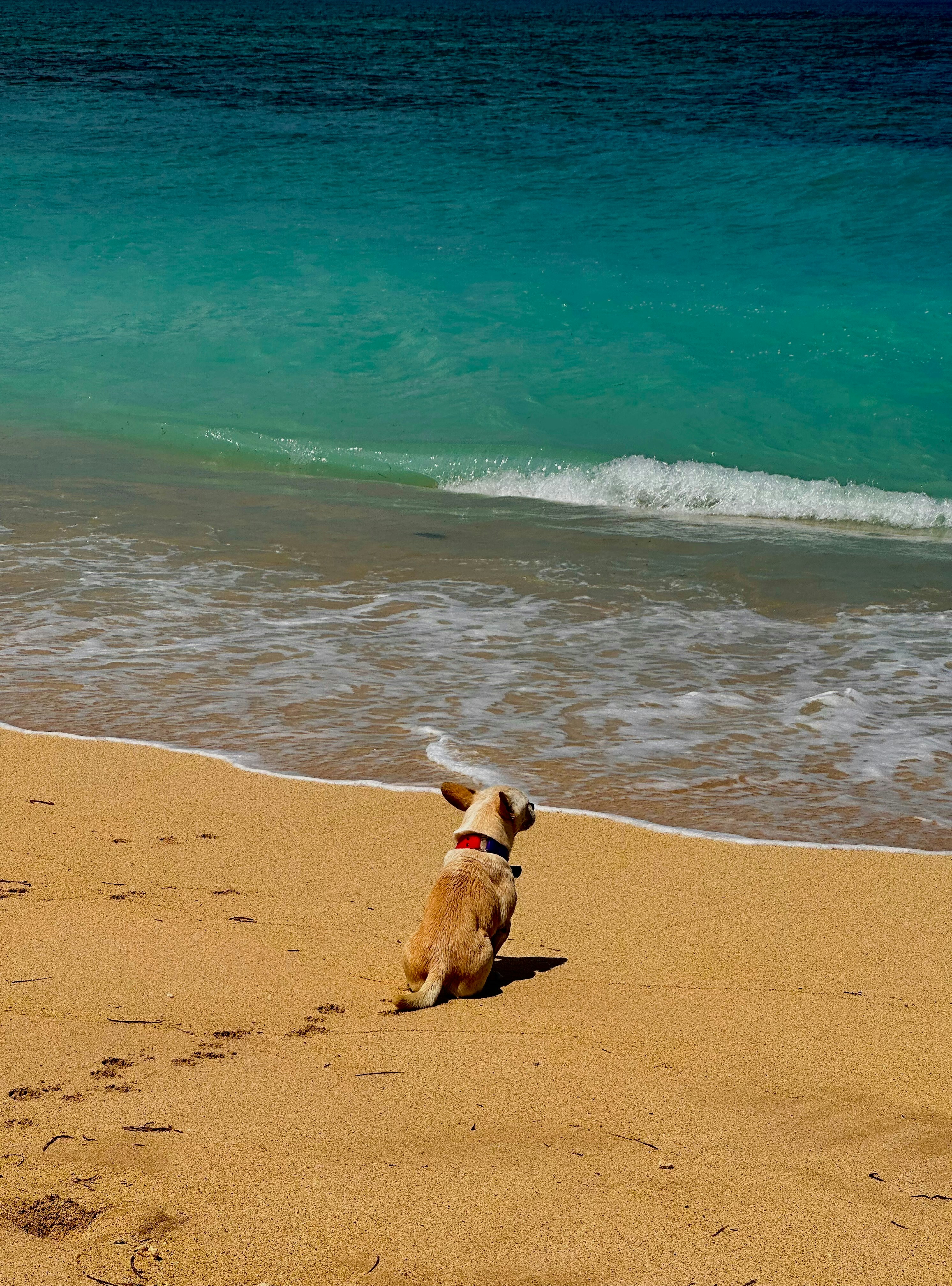 Tidebound Watcher: A Beachside Pup Gazes Toward the Sea