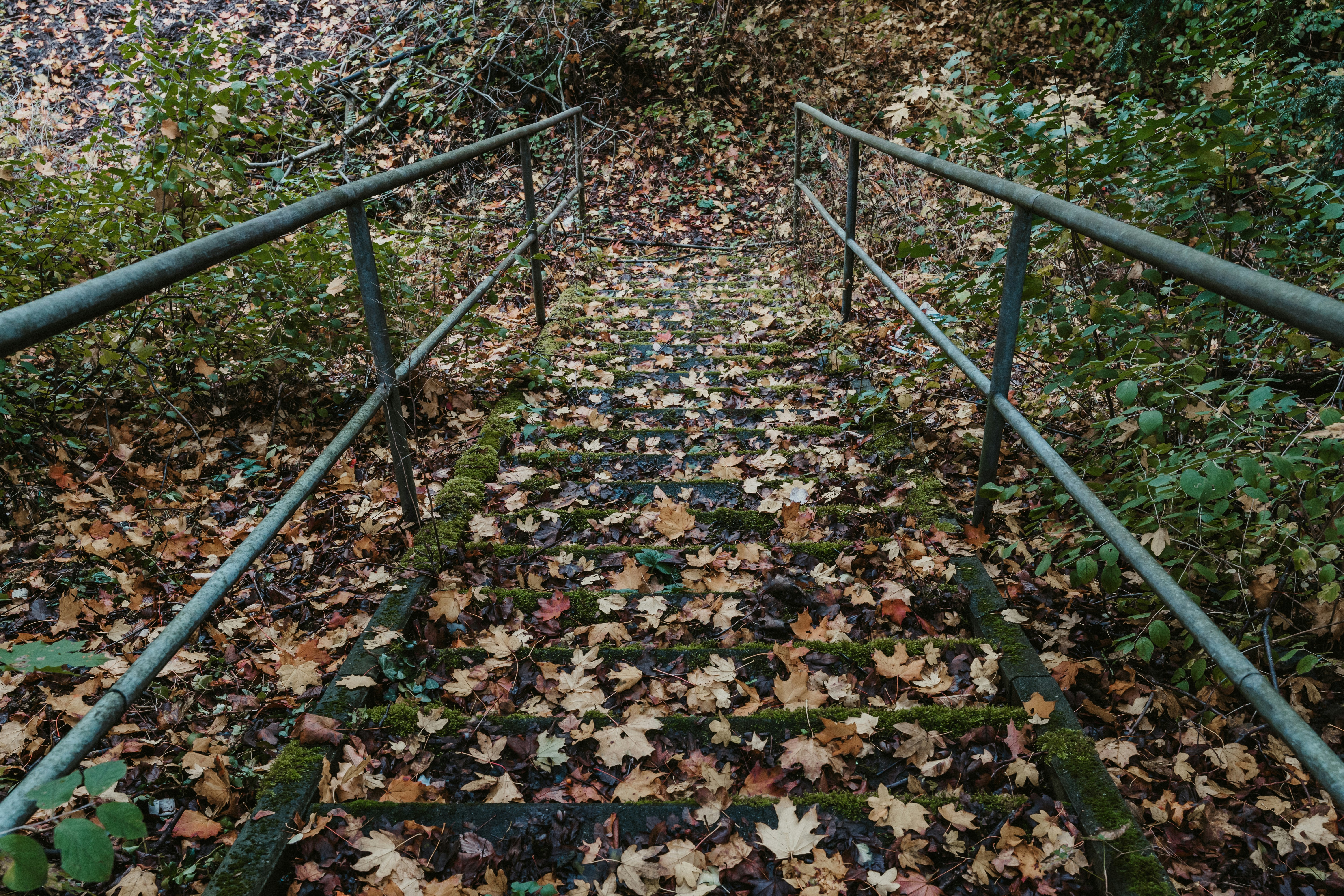 Leaf-Laden Stairway to a Moss-Covered Threshold