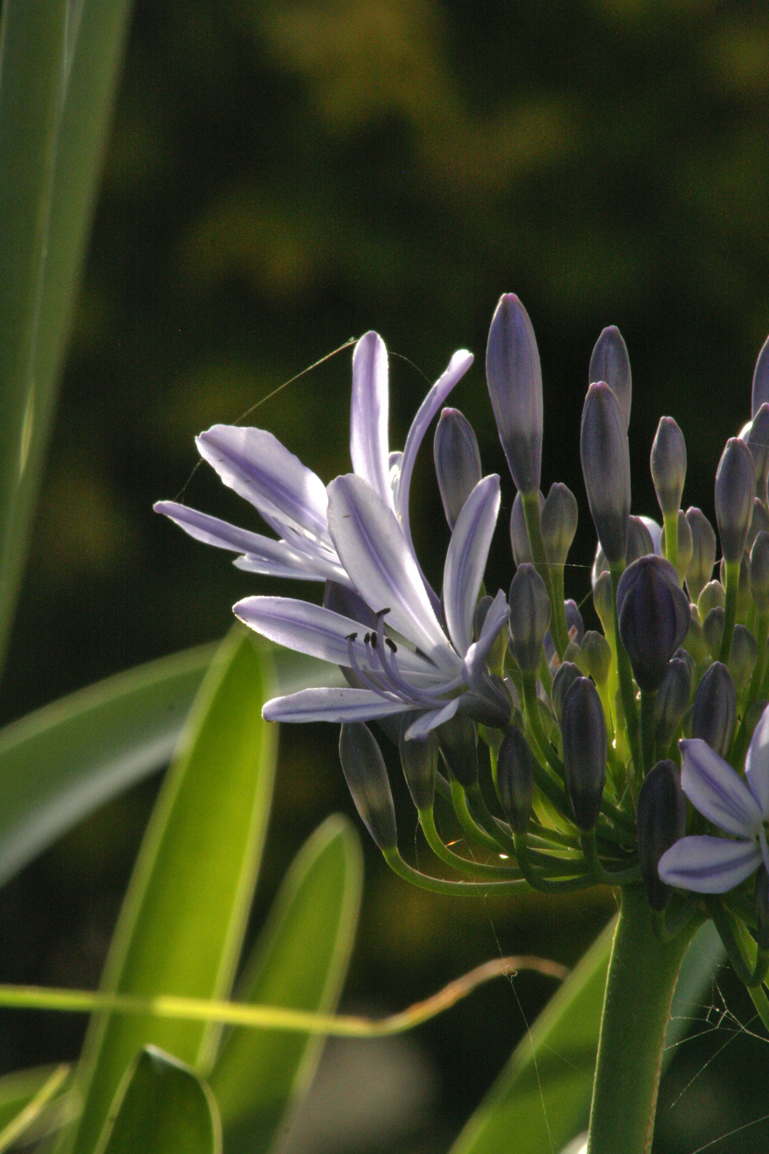 Petal Convergence: Delicate Agapanthus in Morning Light