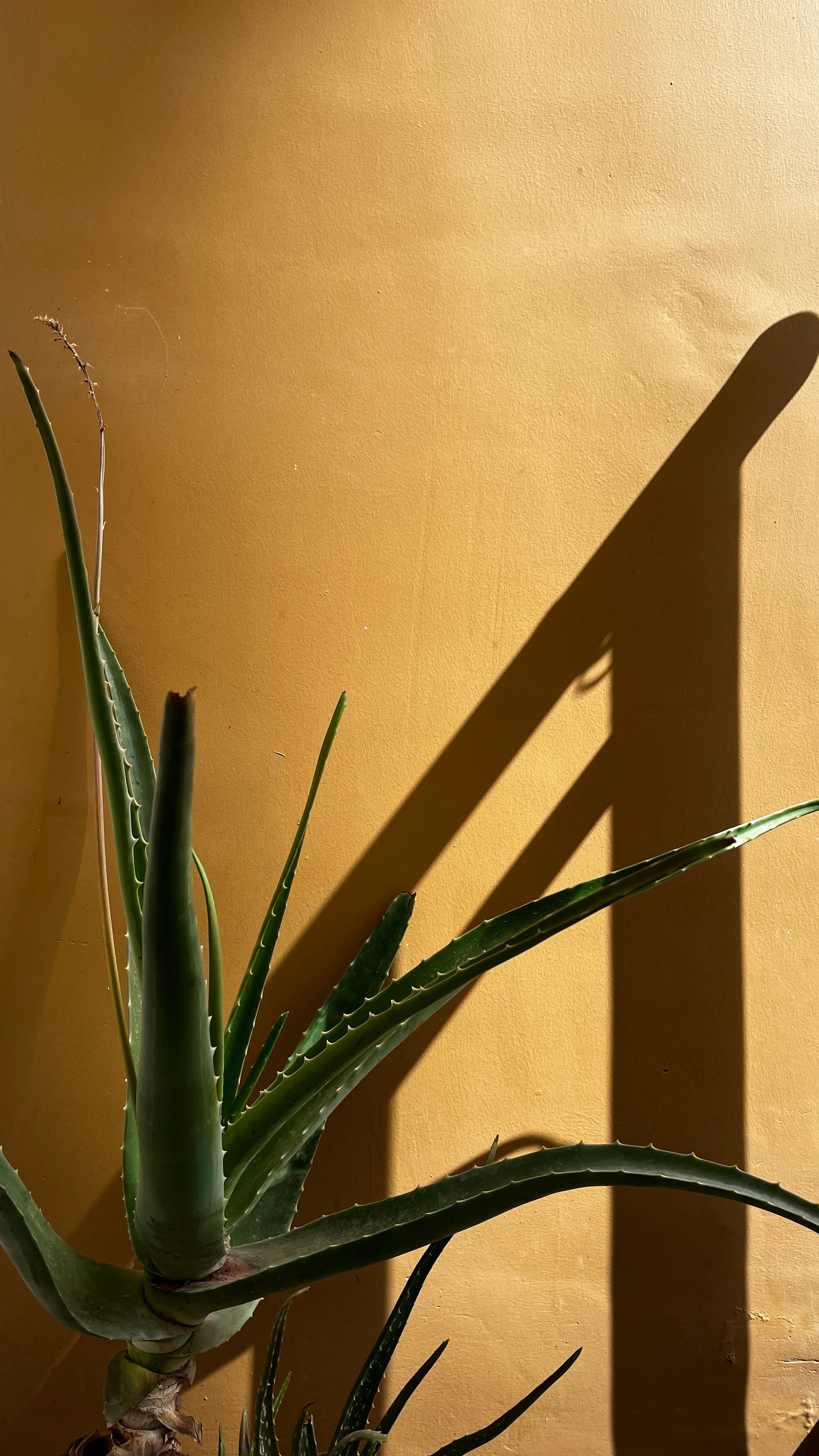 Aloe Against the Saffron Wall: Shadow Geometry in Sunlight