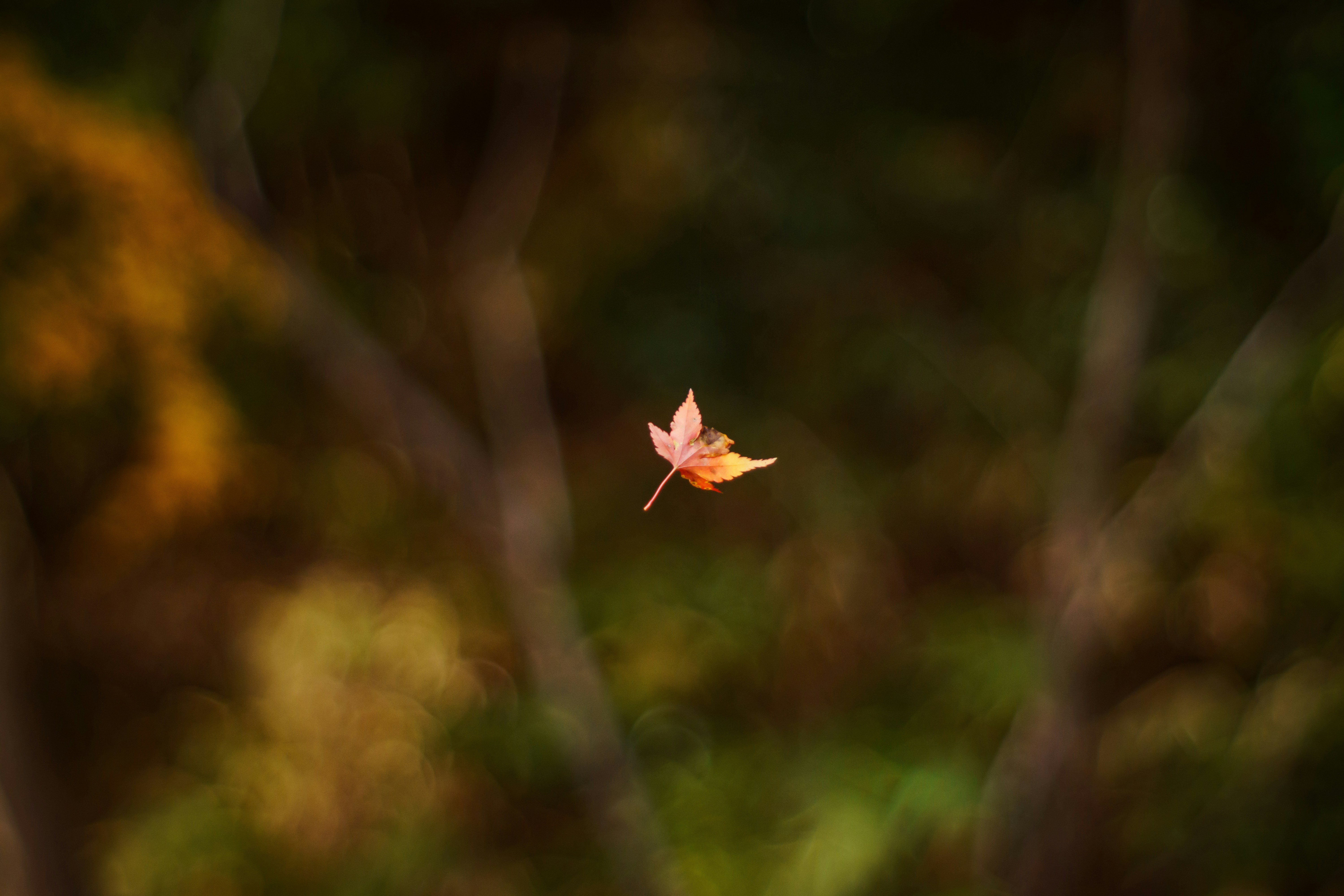 Floating Amber Maple: A Lone Leaf in Velvet Autumn Bokeh
