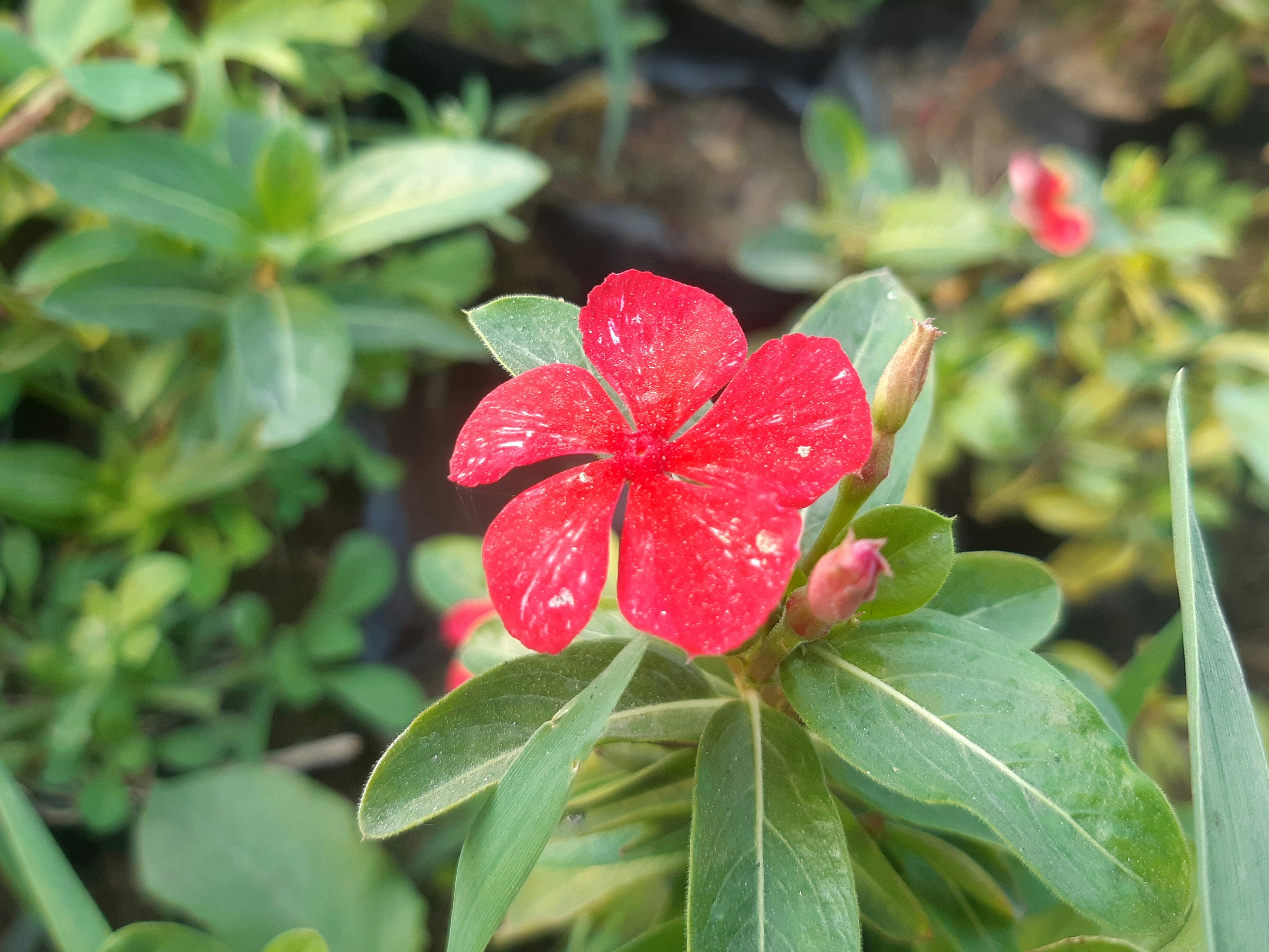Crimson Snapdragon: A Close-Up of a Vivid Red Flower Against Lush Foliage