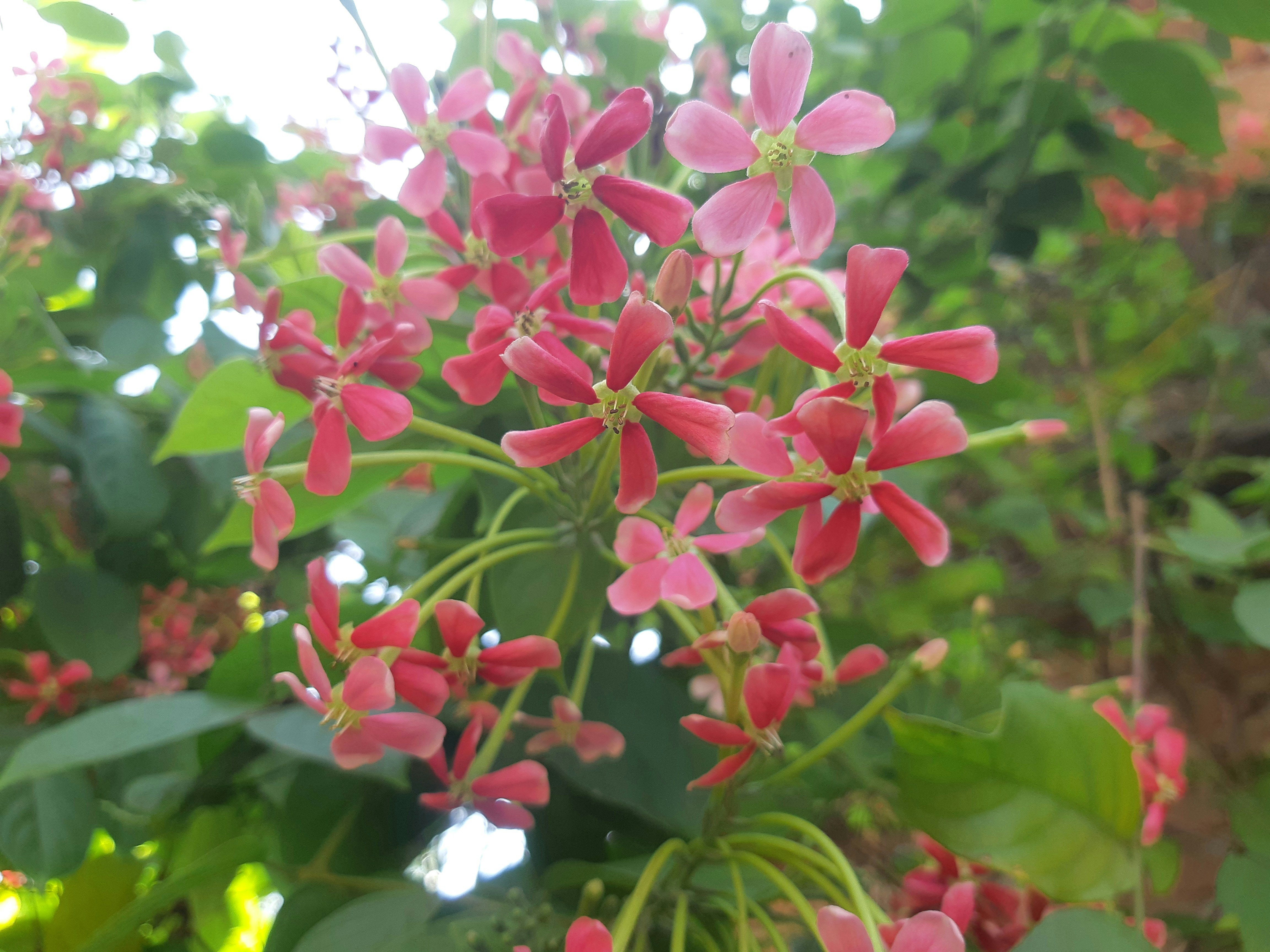 Pink and red flowers with lush green leaves in the background.