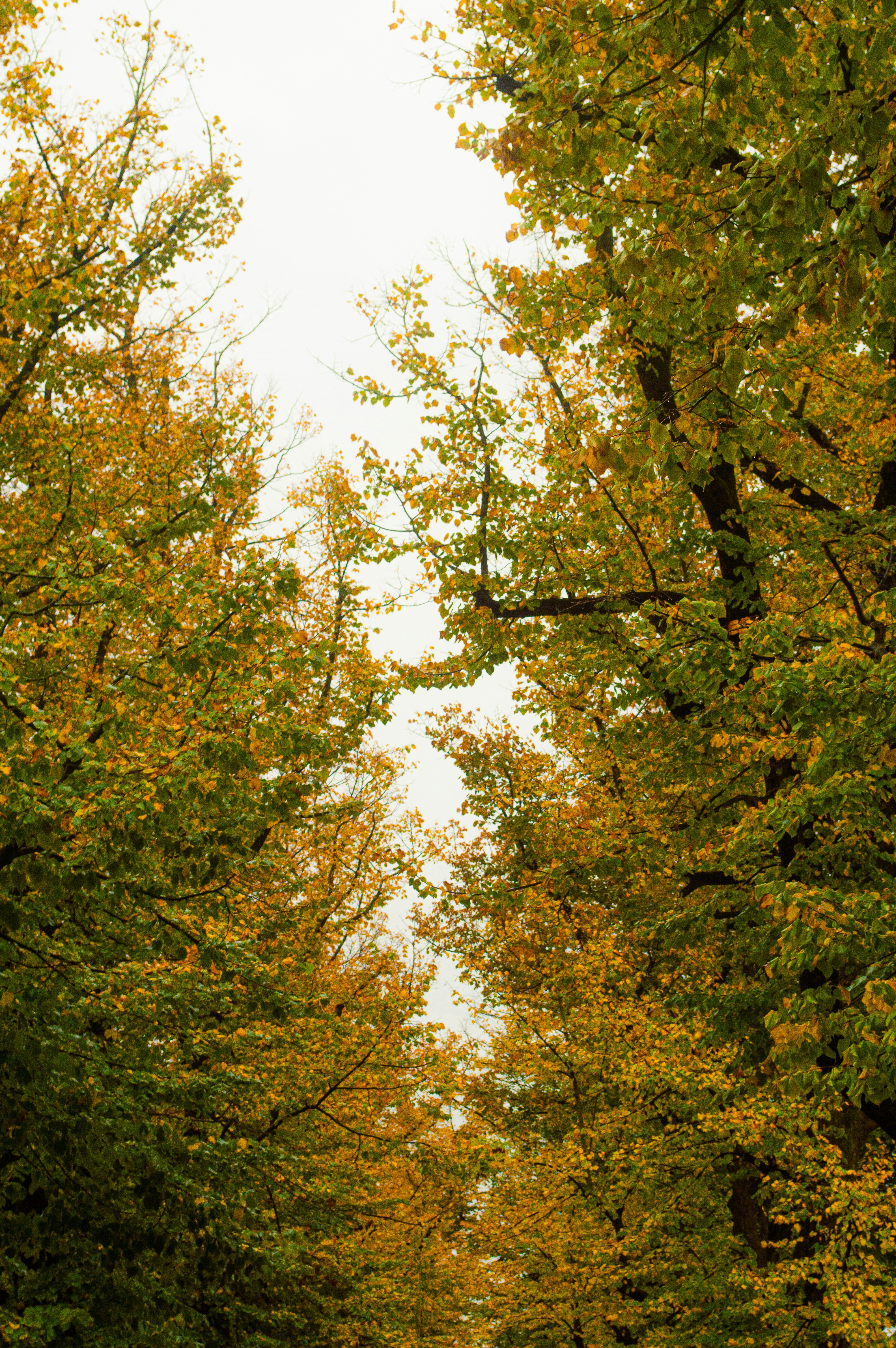 Autumnal Cathedral: Sunlit Path Through a Golden Canopy