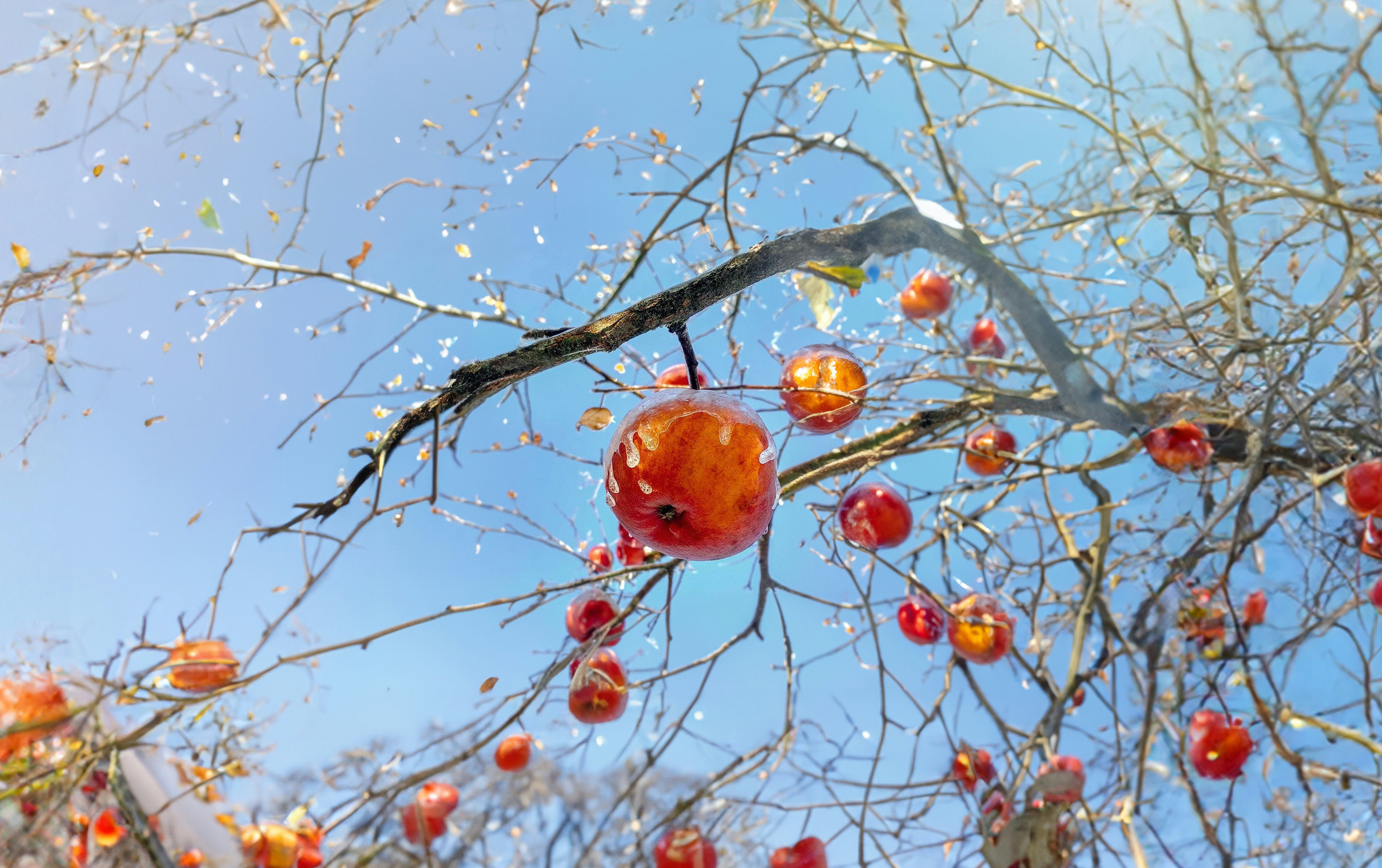 A bunch of fruit hanging from a tree photo – Free Europe Image on Unsplash