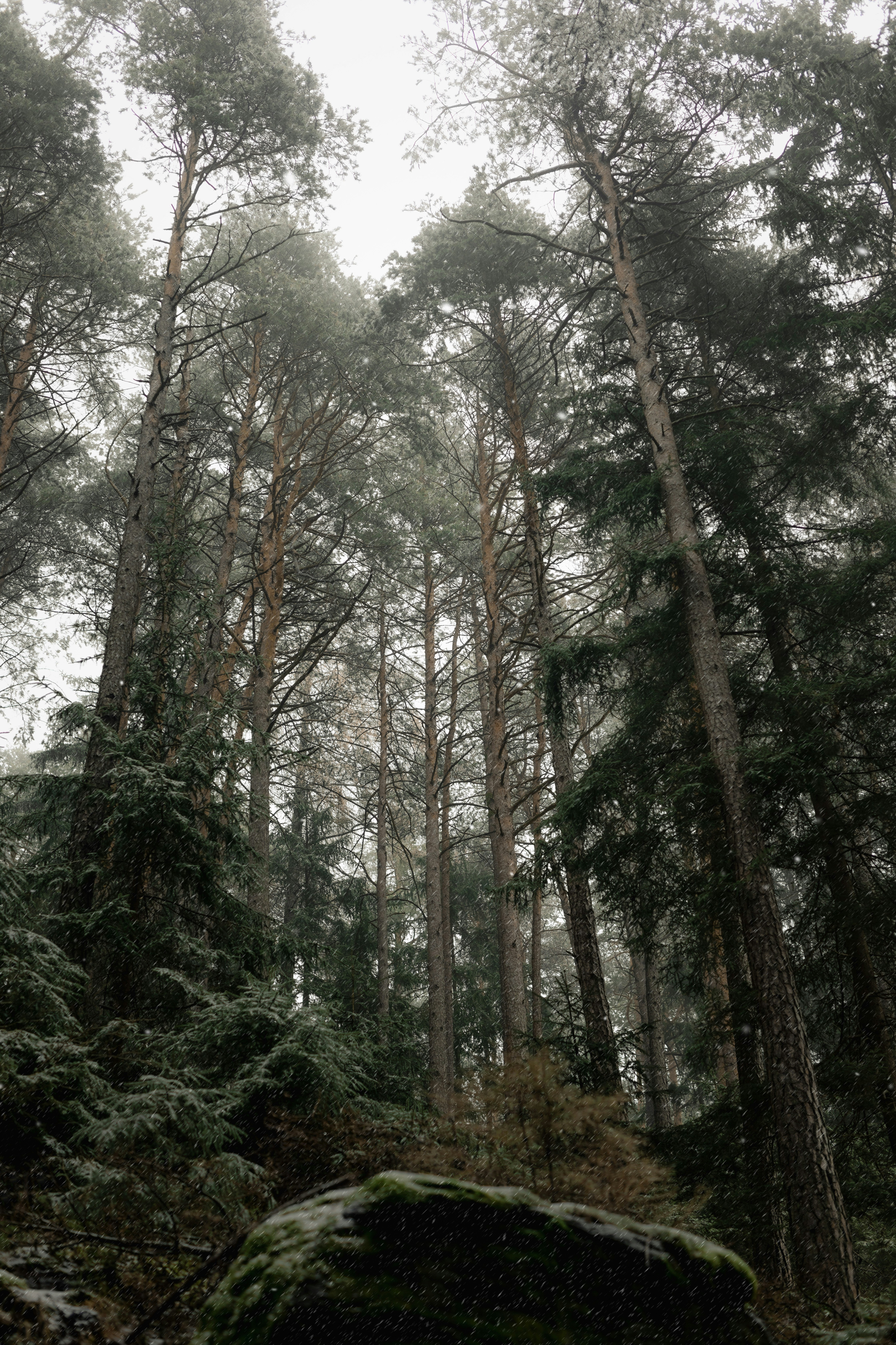 A forest filled with lots of tall trees photo – Free Tree Image on Unsplash