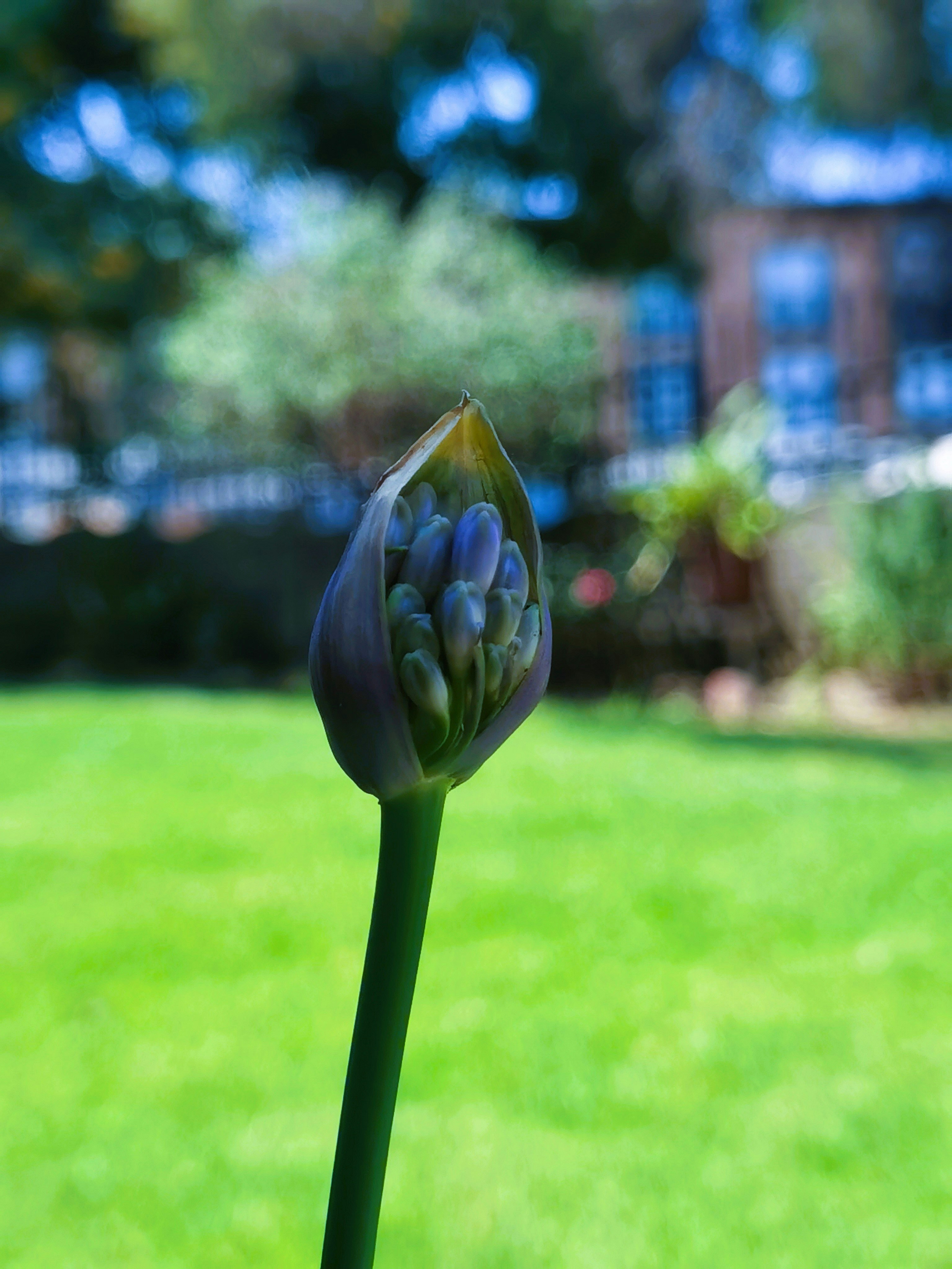 Emerging Bud: A Close-Up Portrait in a Garden Blur