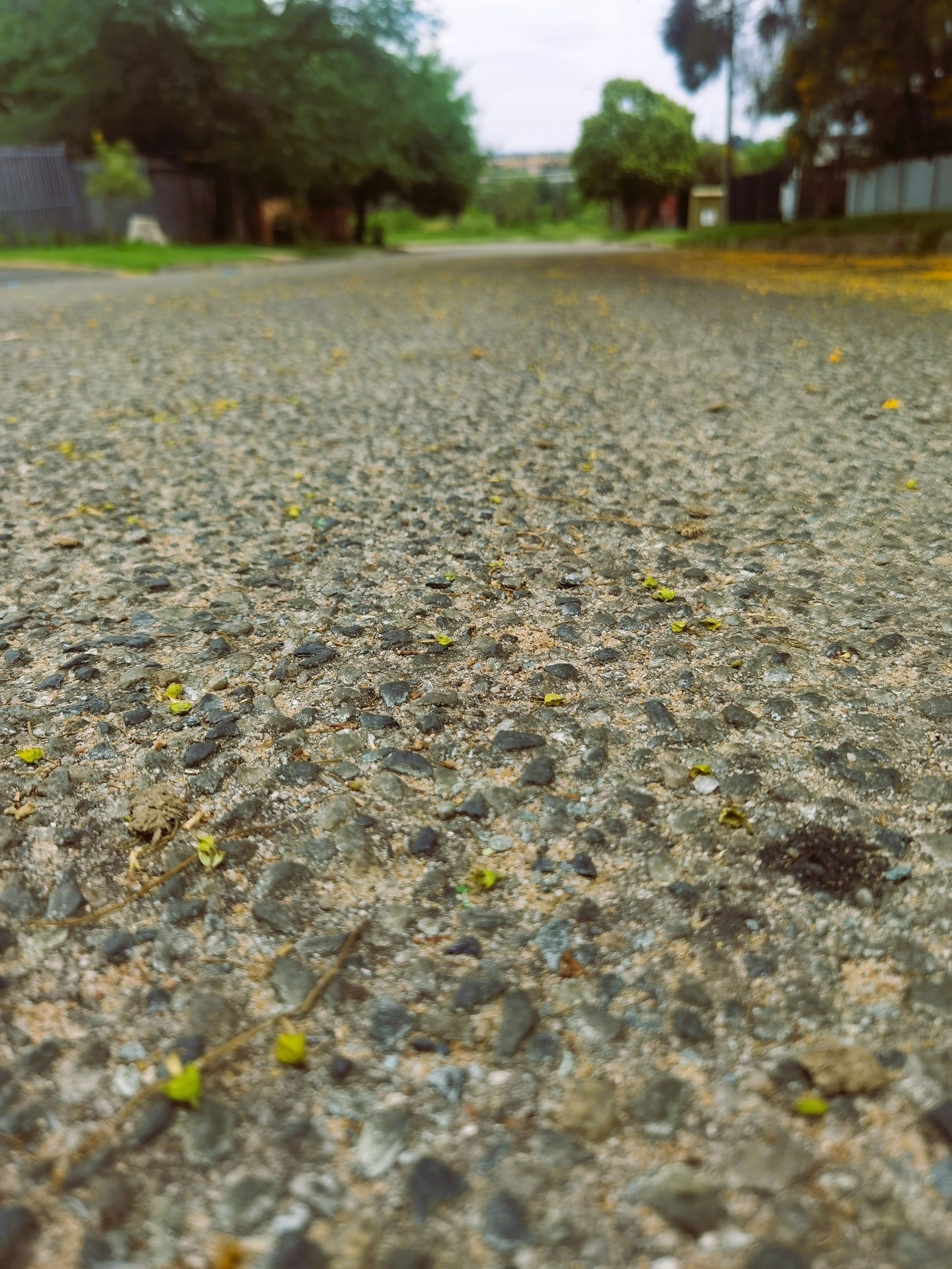 Ground-level photo of textured asphalt peppered with tiny green sprouts, fading toward a blurred suburban backdrop.