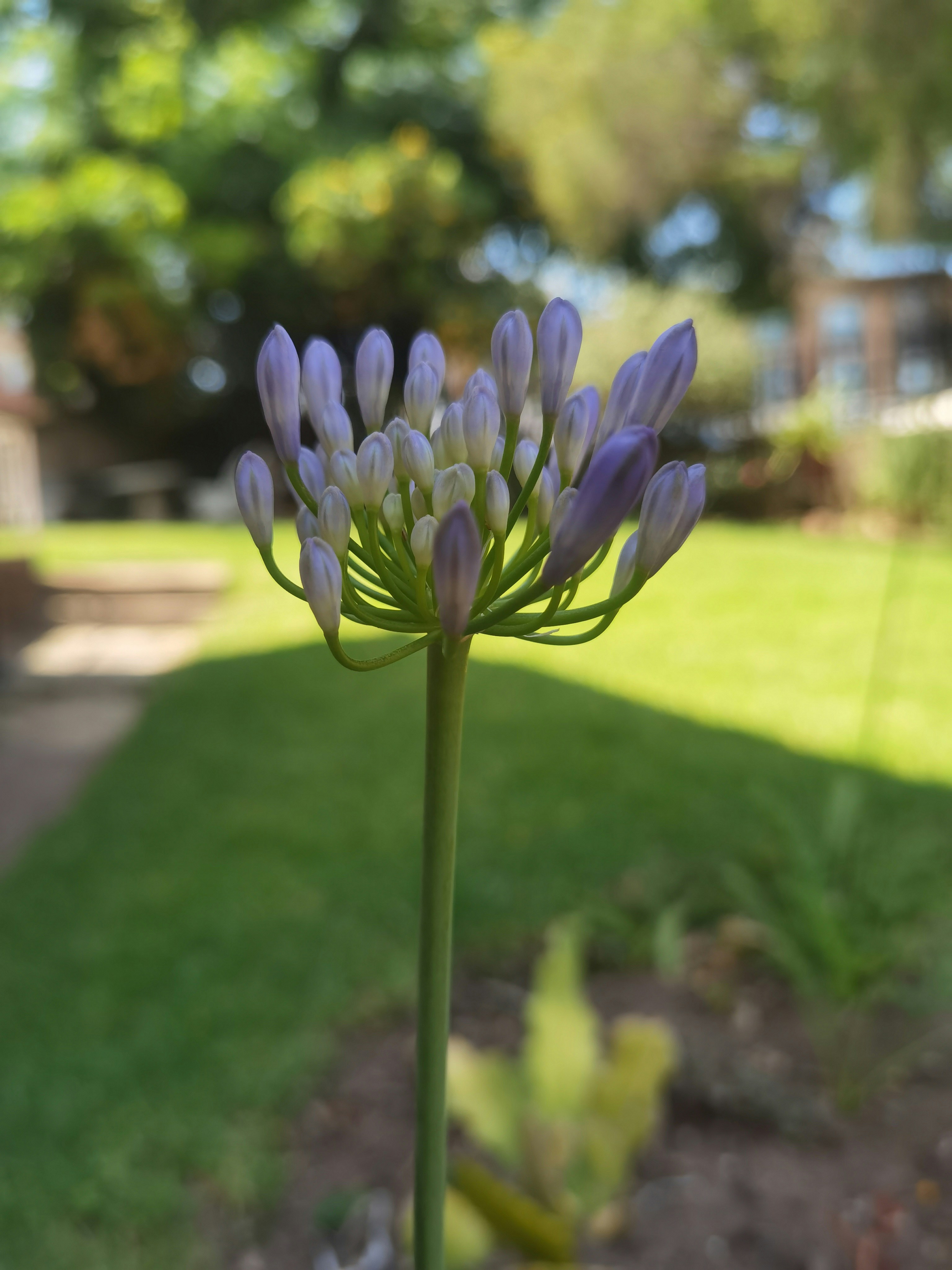 A Gentle Bloom Reaching Toward the Sun in a Summer Garden