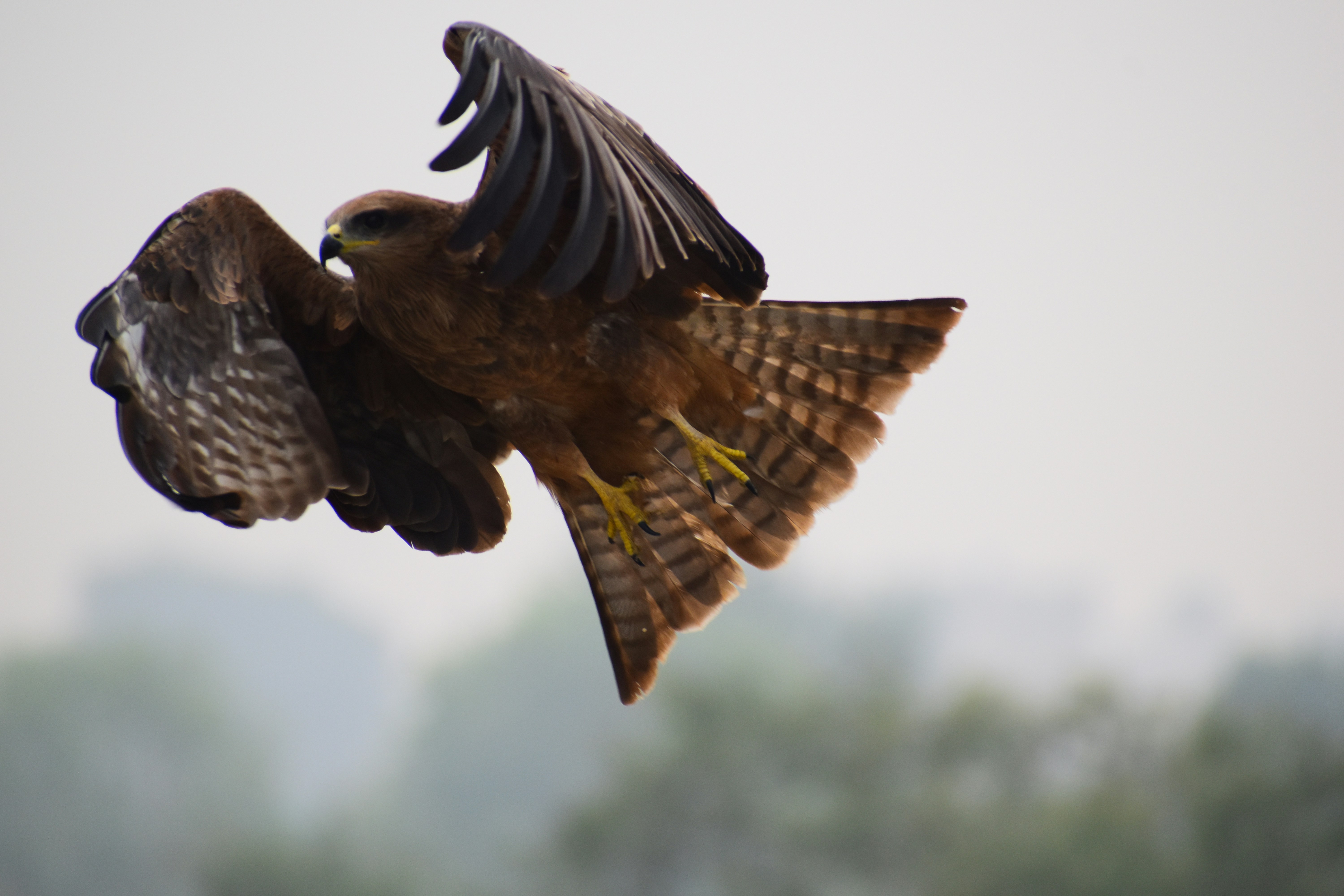 Aggressive hawk flying toward its prey