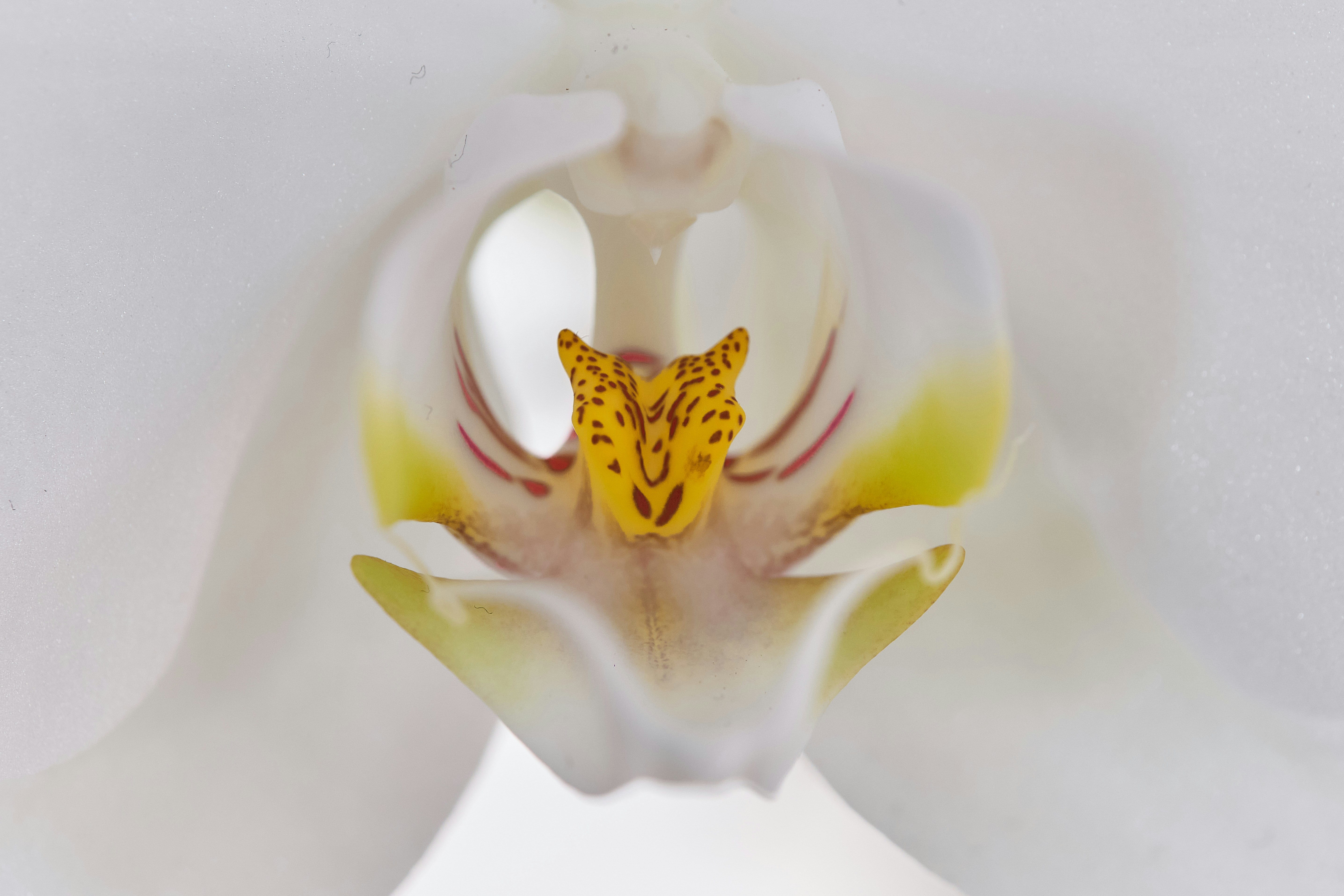 Ember in White: Macro Portrait of Orchid Lip