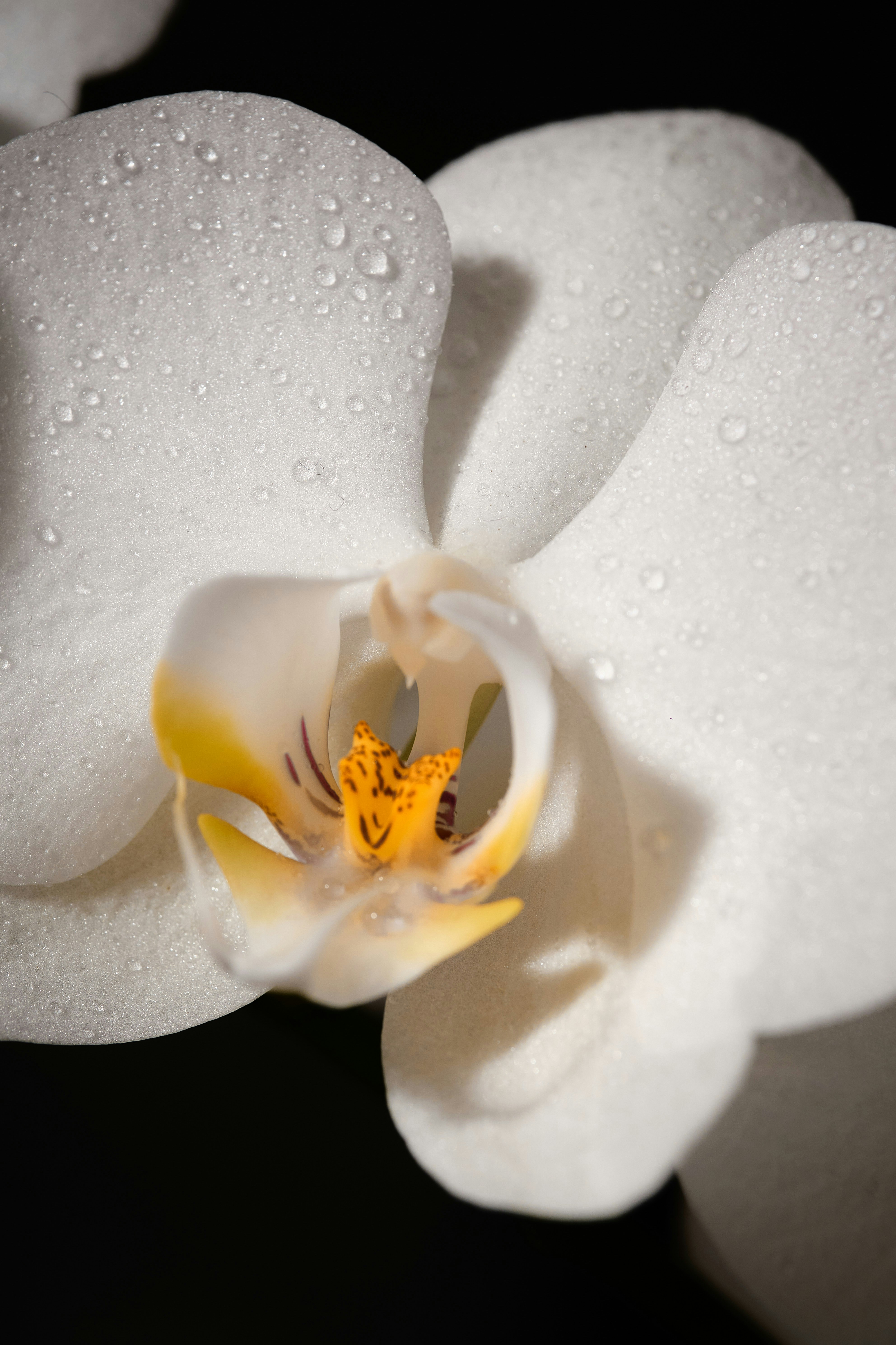 Orchid Core in Velvet Black: Dew-Kissed White Bloom with a Golden Throat