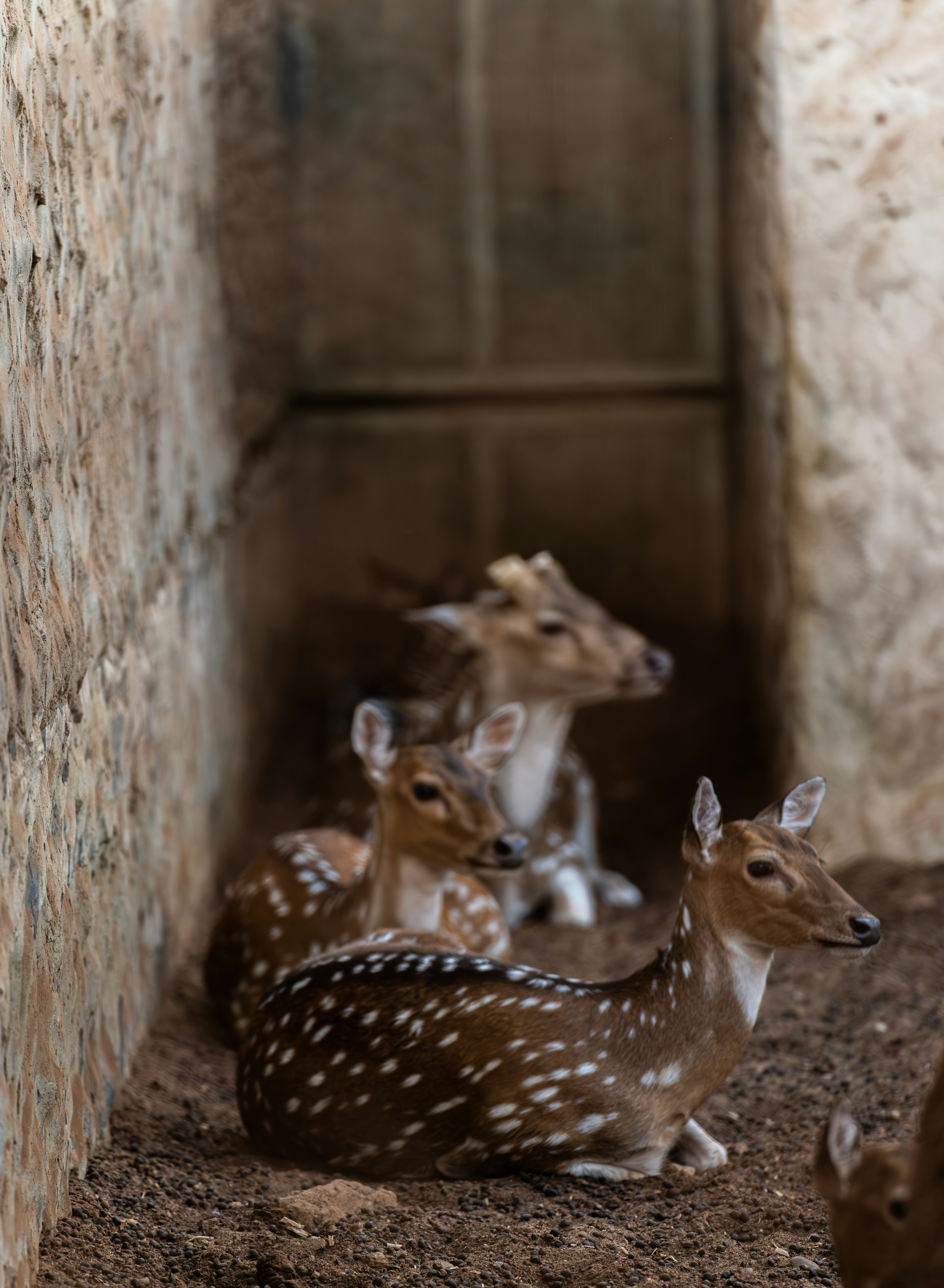 Stone-walled refuge: trio of spotted fawns resting in a dim enclosure