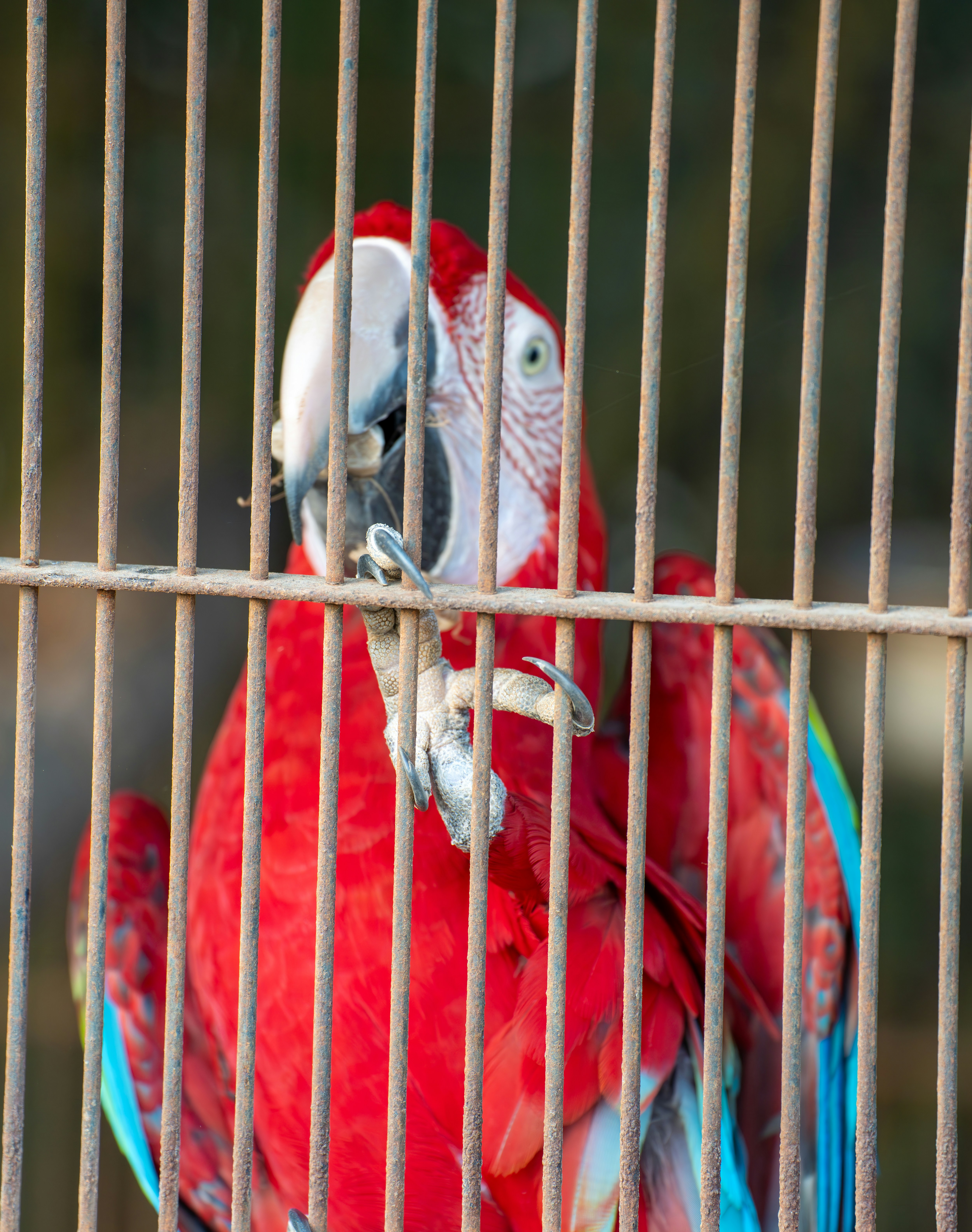 Crimson Macaw Behind Rustic Bars: A Narrow Portrait