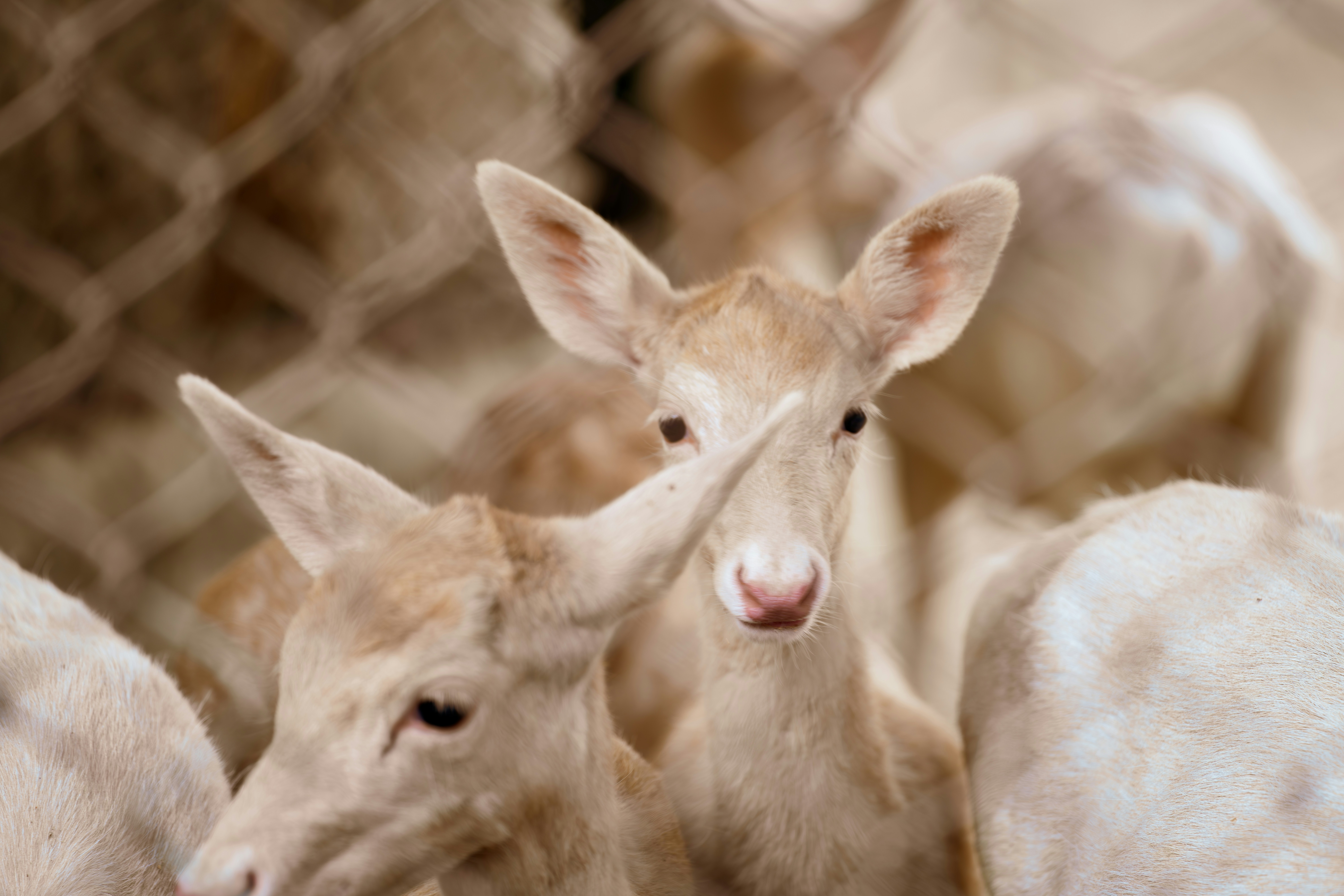 Deers in the natural habitat, living free and wild