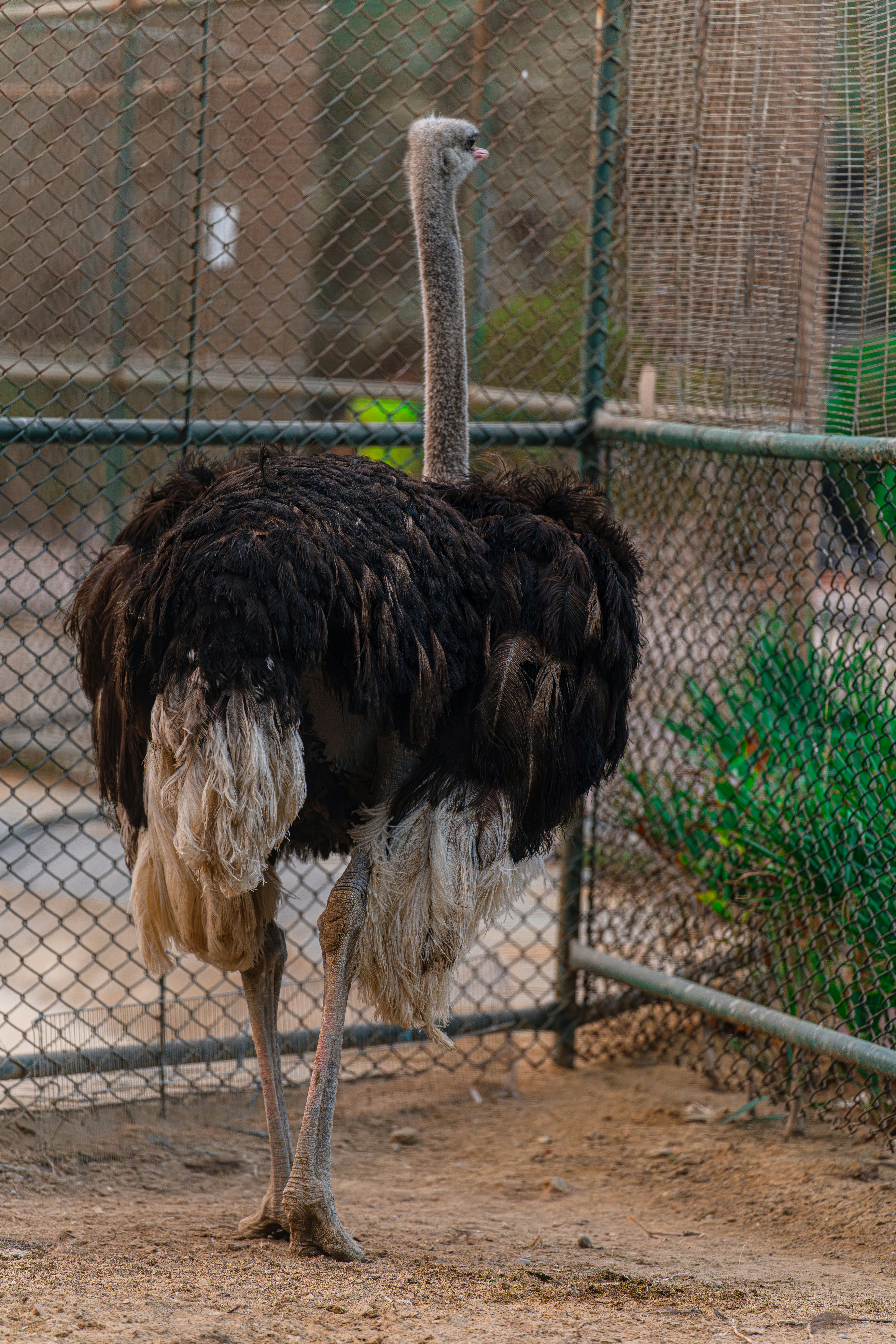 Long-necked ostrich running free in the wild!