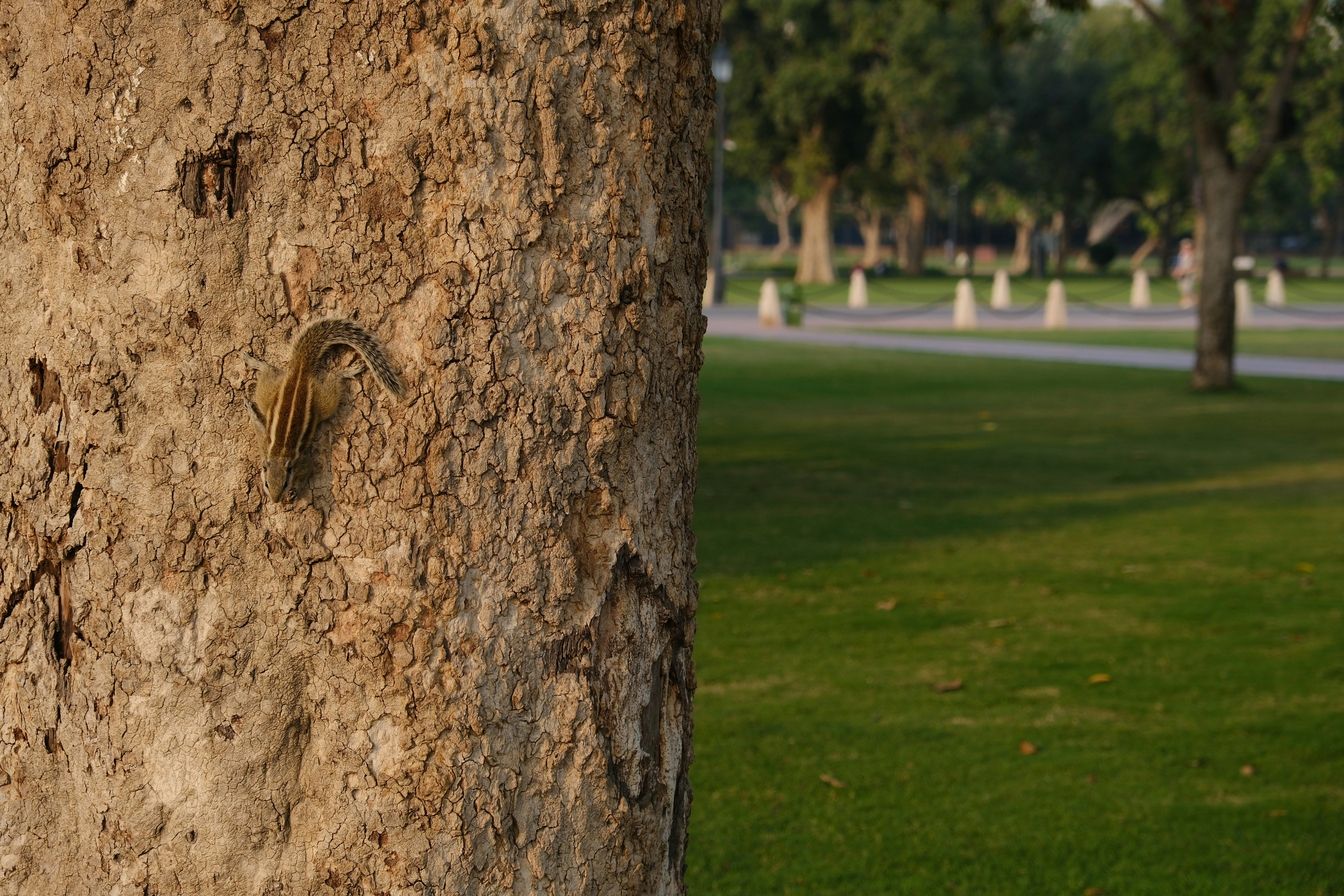 Squirrel's Quiet Pause on a Sunlit Park Trunk