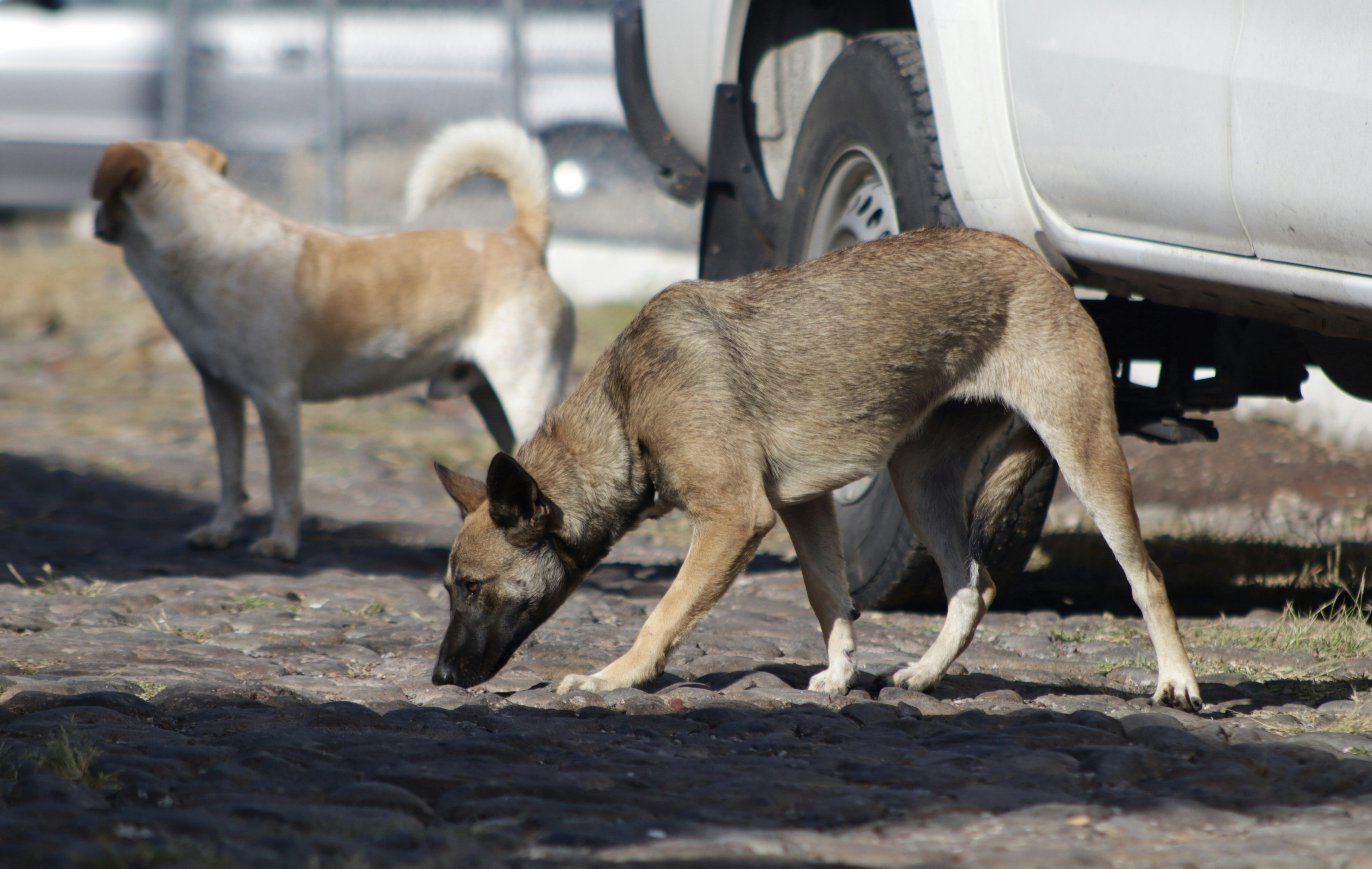A couple of dogs standing next to a white truck photo – Free Mexico ...