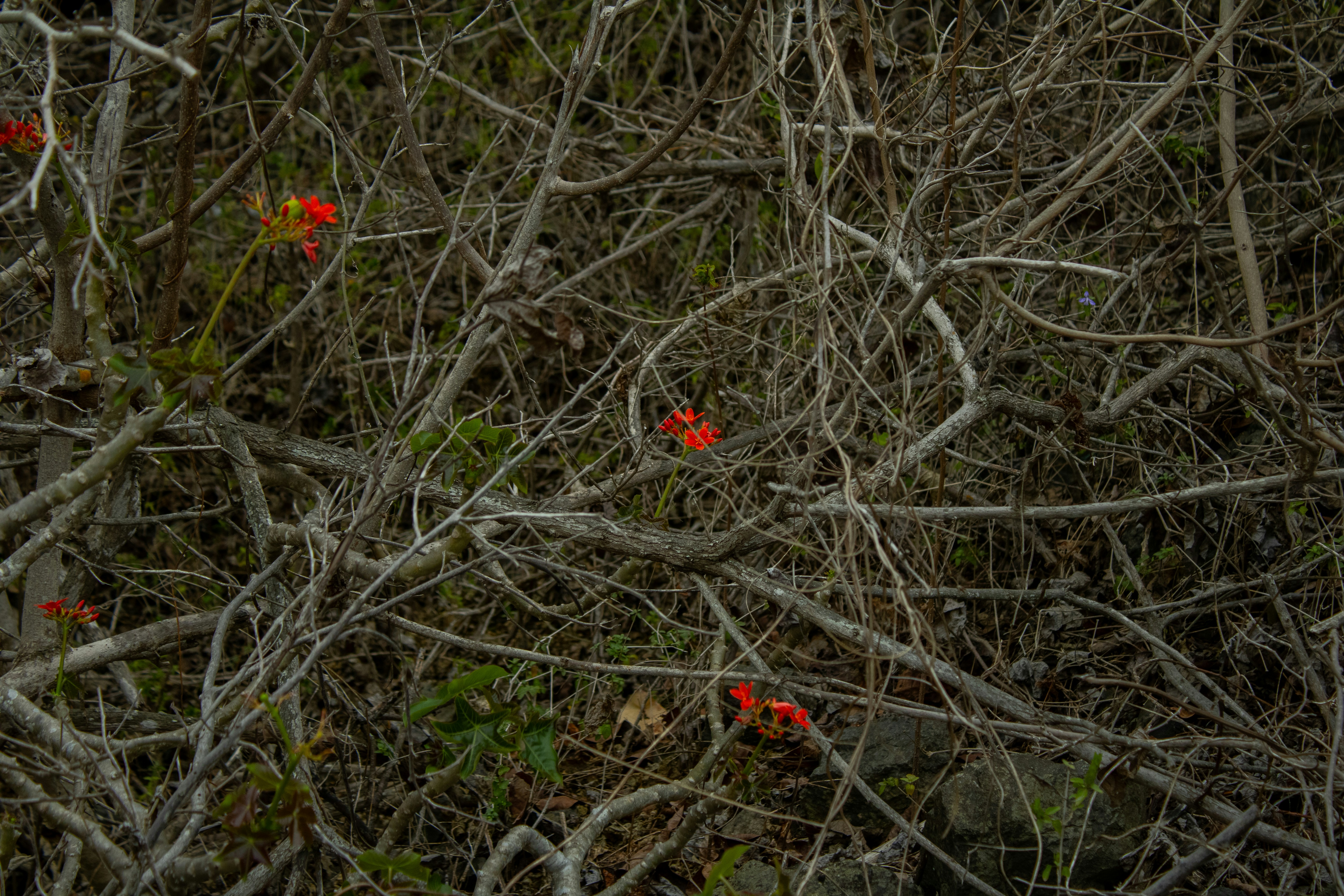Scarlet blooms pierce a briar maze of bare branches