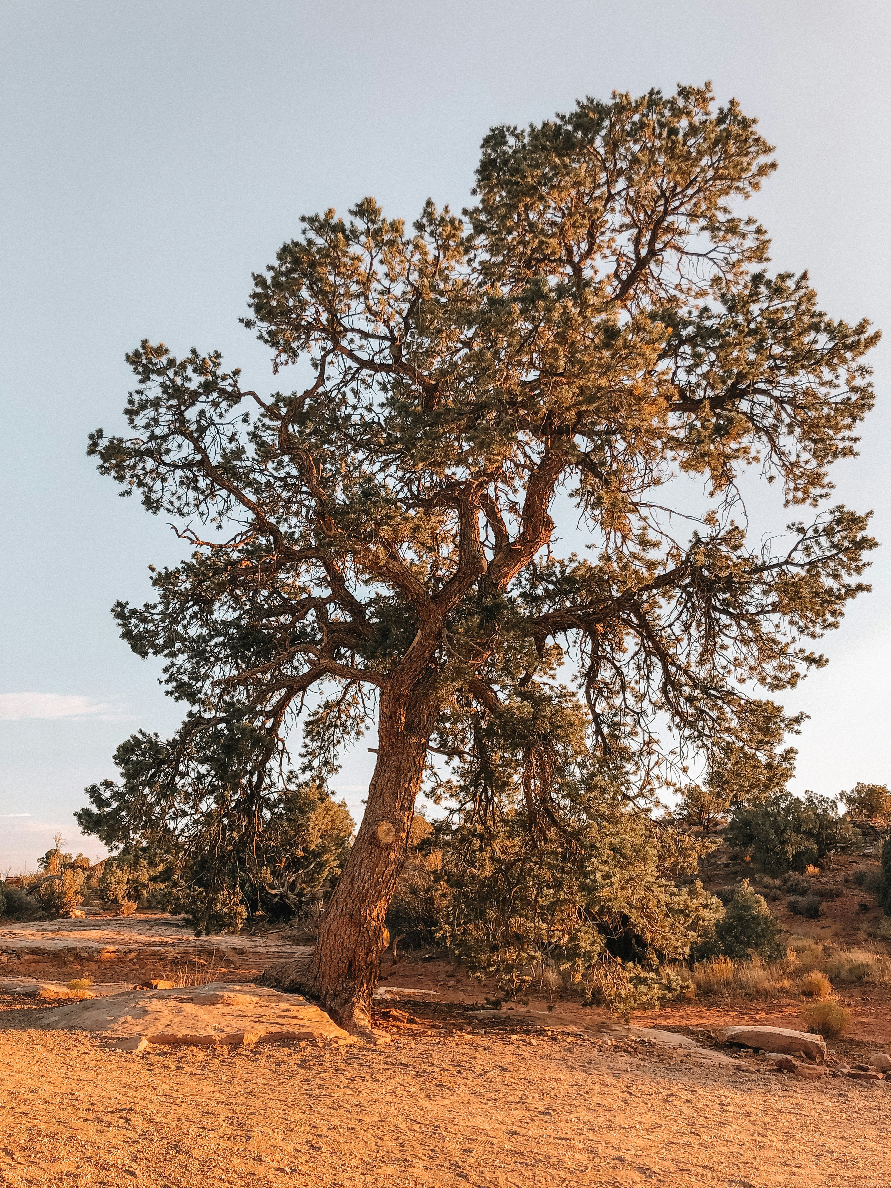 A large tree sitting in the middle of a field photo – Free Desert Image ...