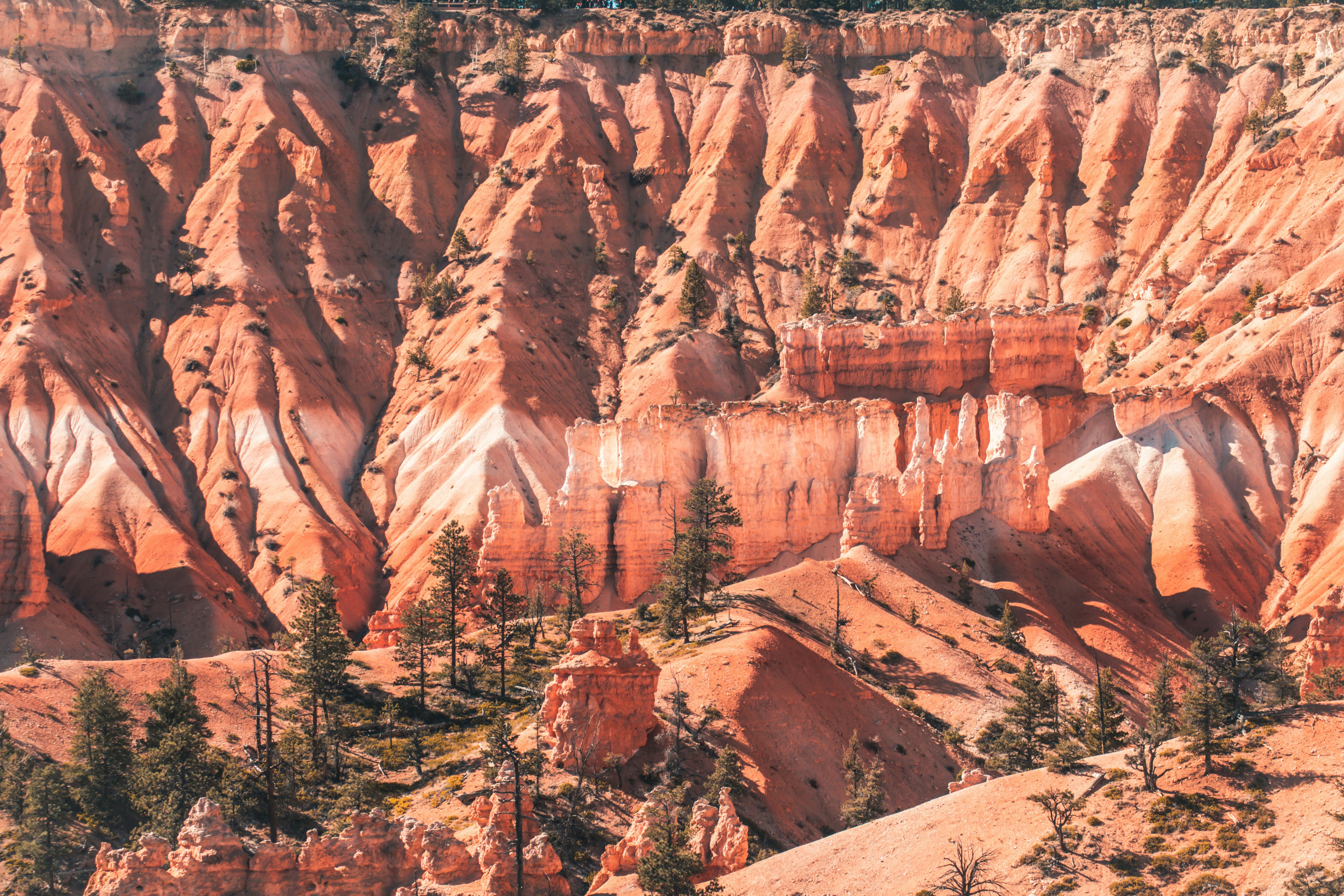 Crimson Hoodoos Among Pines: A Desert Canyon Symphony