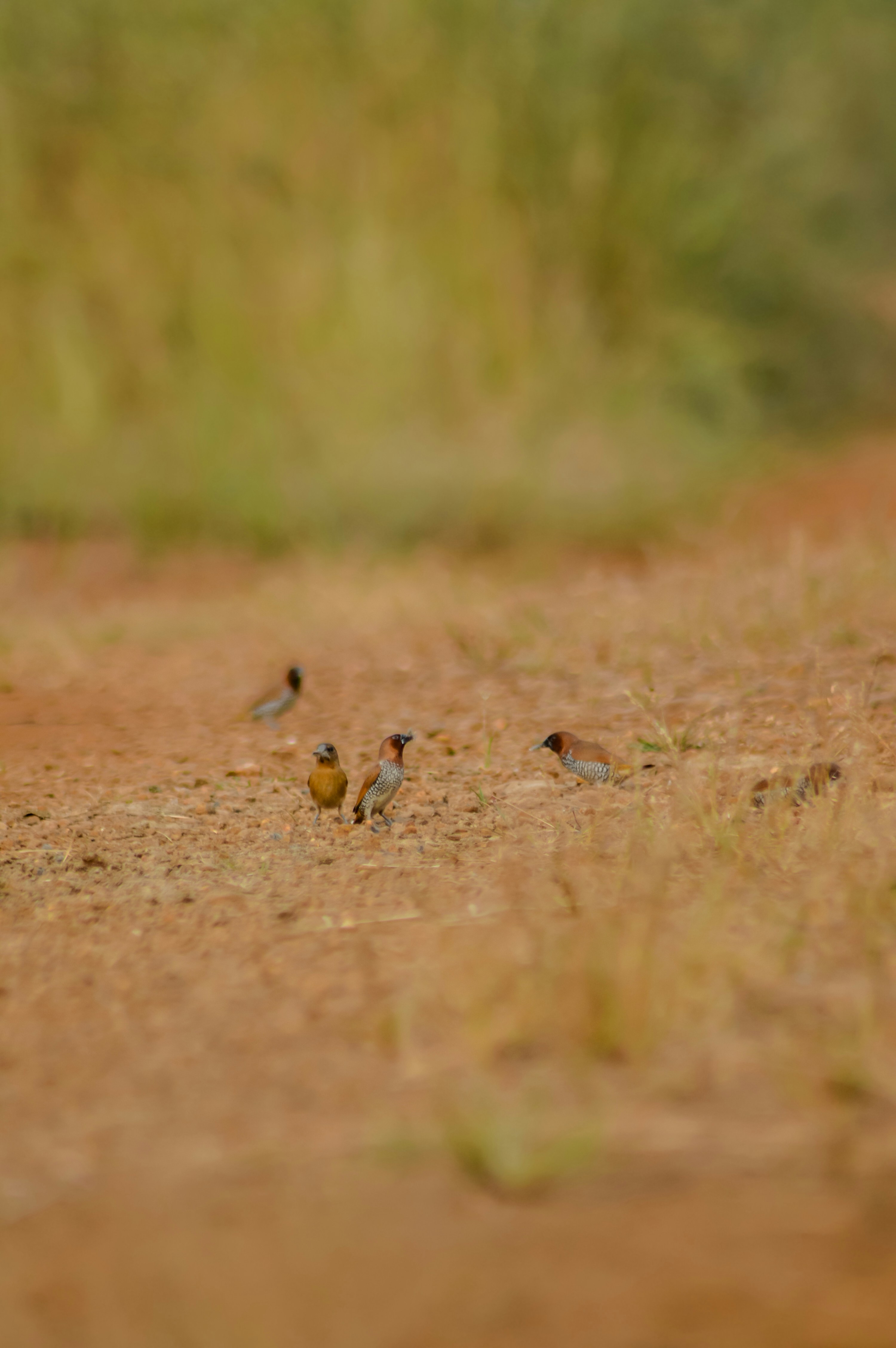 A group of small birds standing on a dirt road photo – Free Maharashtra ...