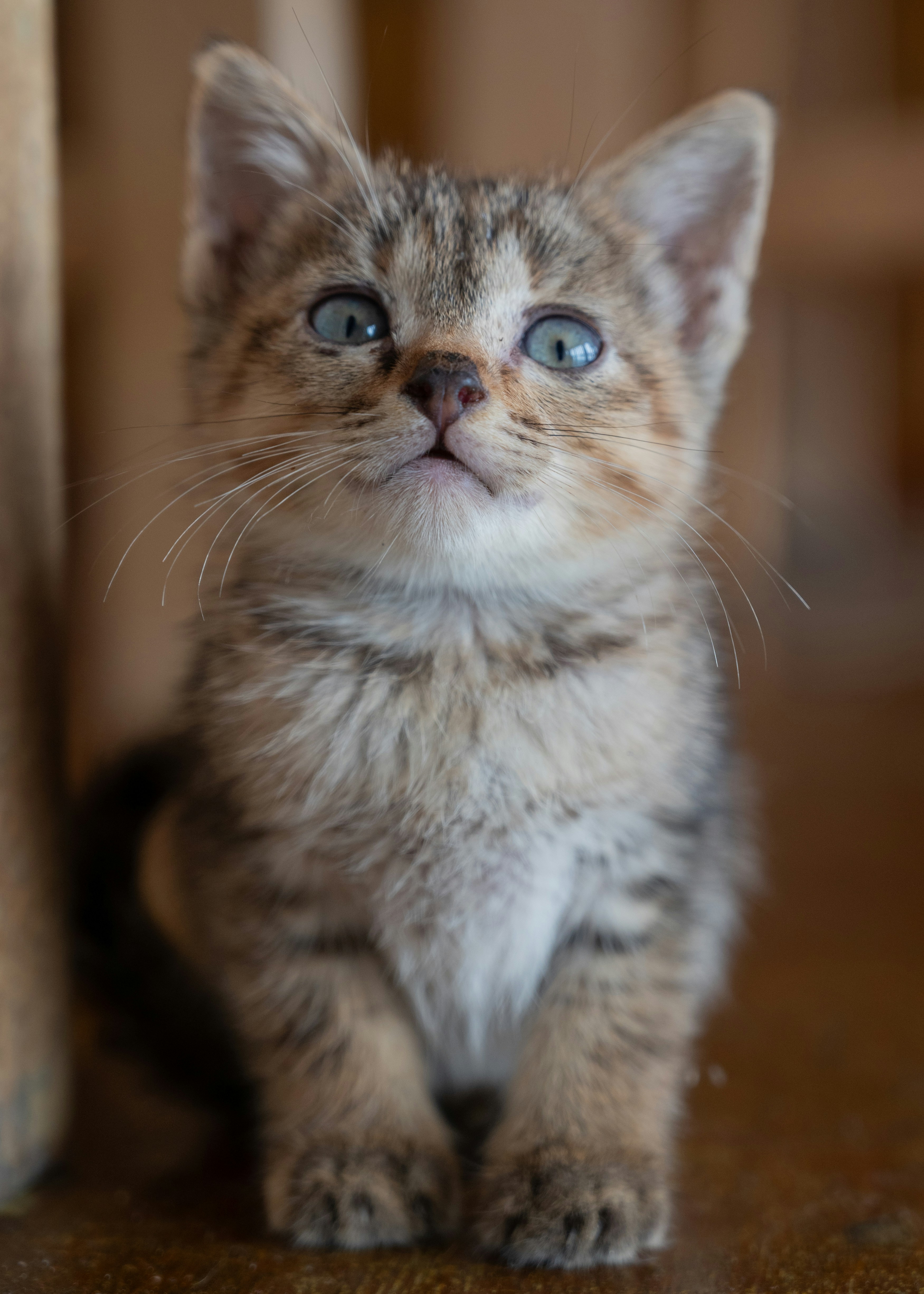 750+ Cute Cat Pictures | Download Free Images on Unsplash