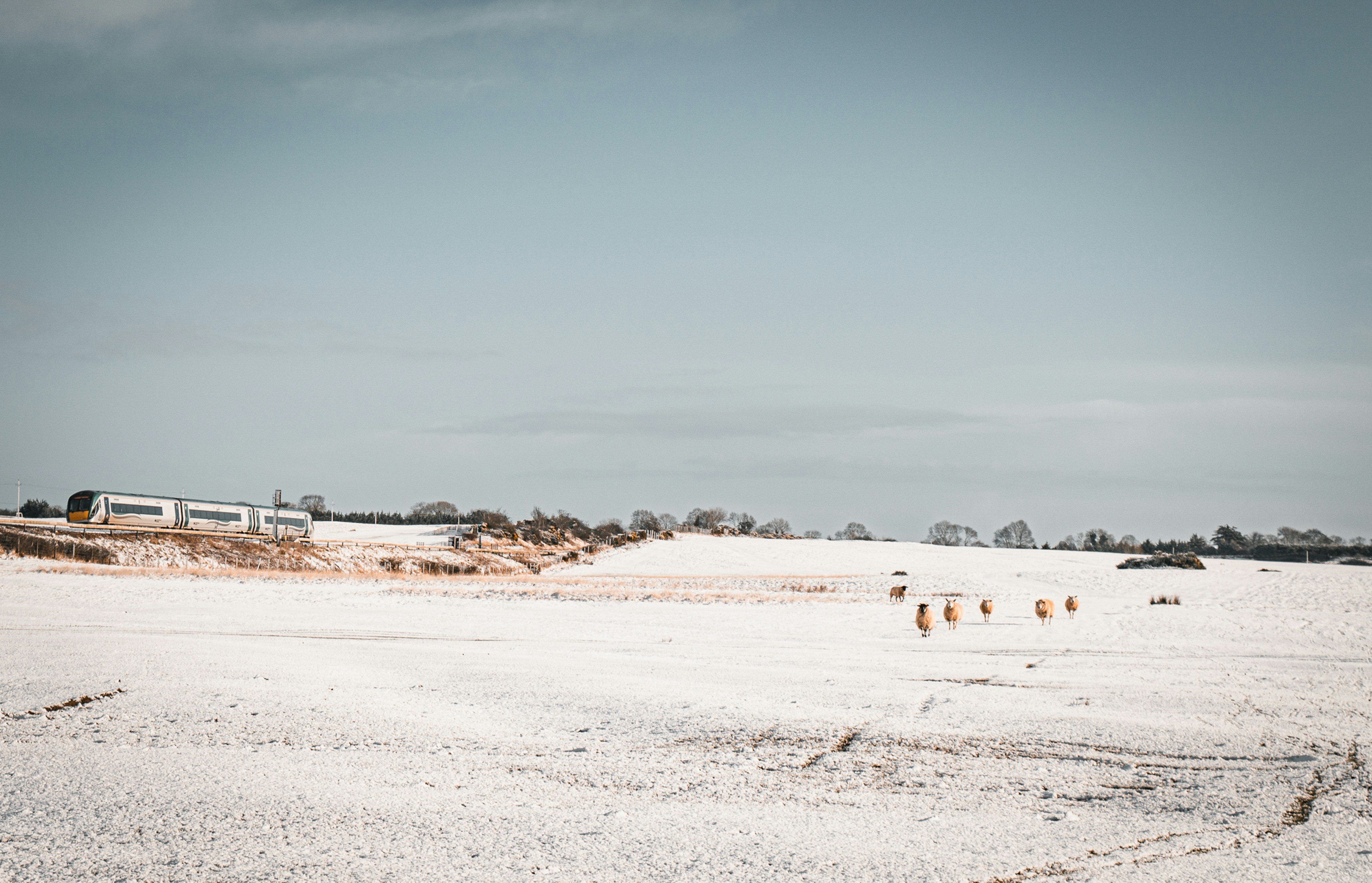Snowfield Expanse: Distant Flock Traverses a Quiet Horizon