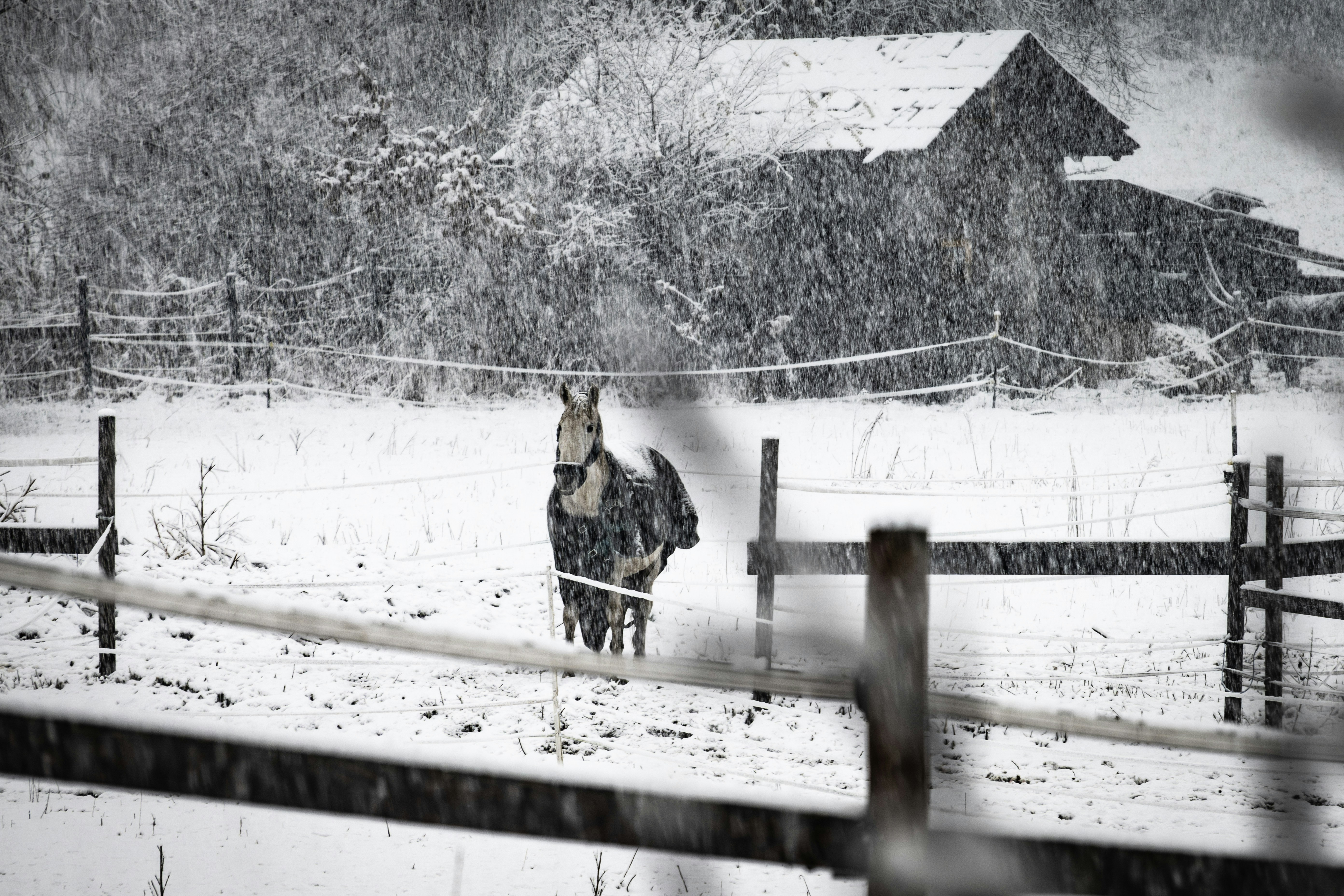 Snowbound Sentinel: A lone horse eyes the quiet farm through drifting snow.