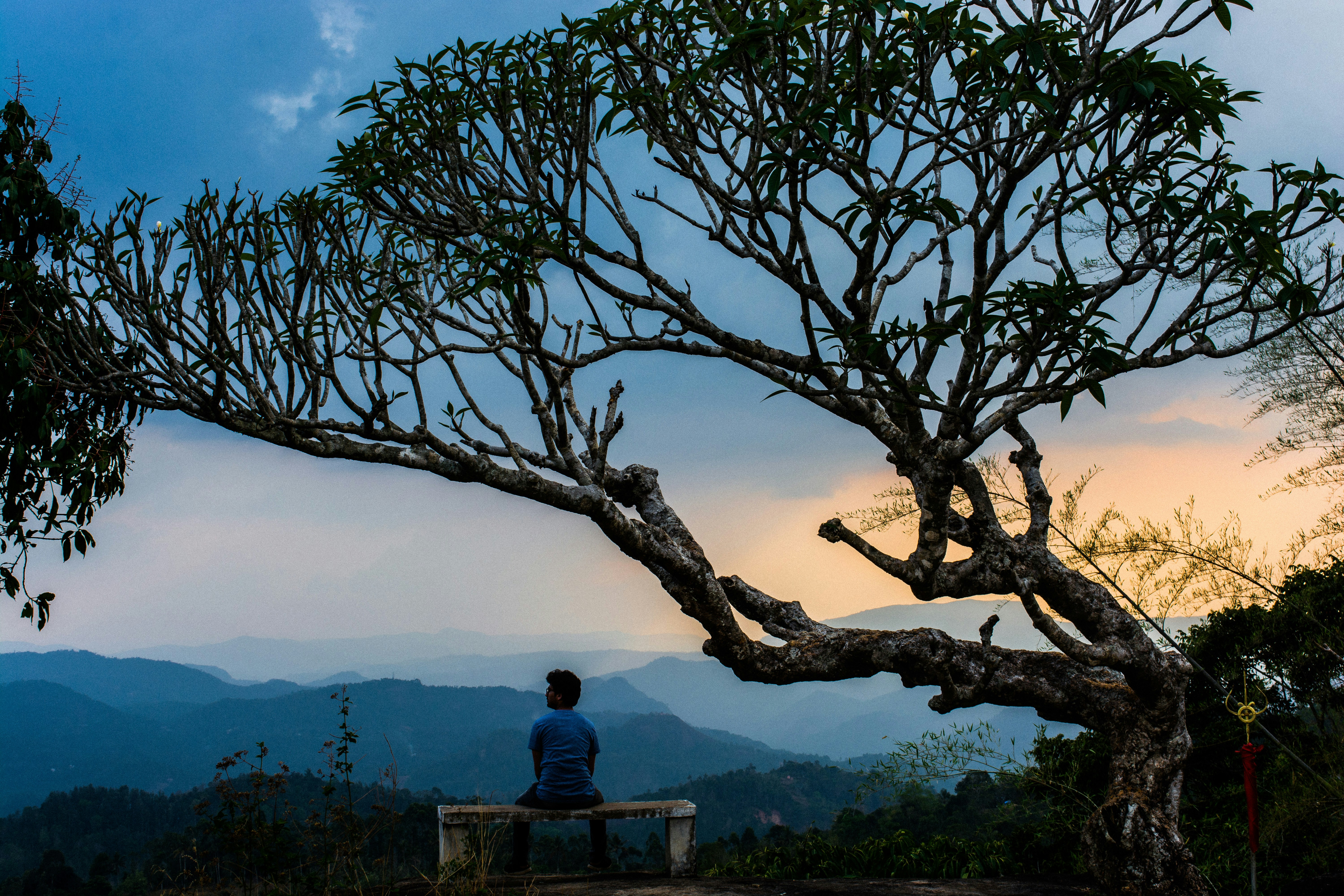 Solitude Beneath the Gnarled Canopy: A Benched Figure Framed by Dusk and Distant Ridges